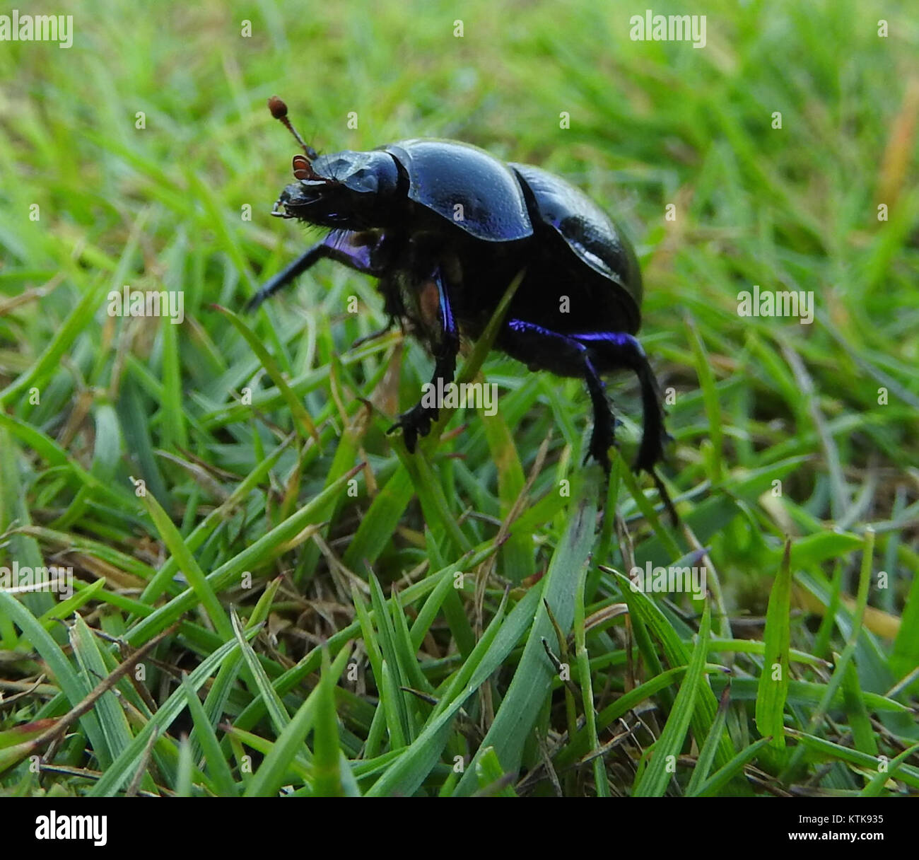 The beetle is a common insect known for its distinctive hard ...