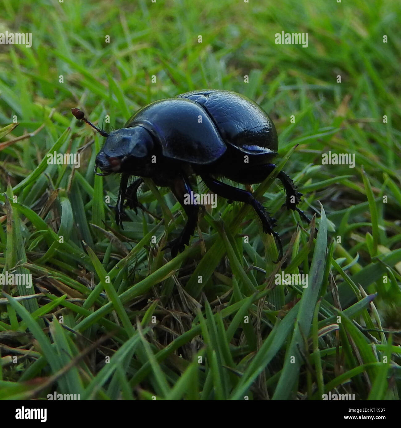 This image depicts a beetle, a type of insect with a hard exoskeleton ...