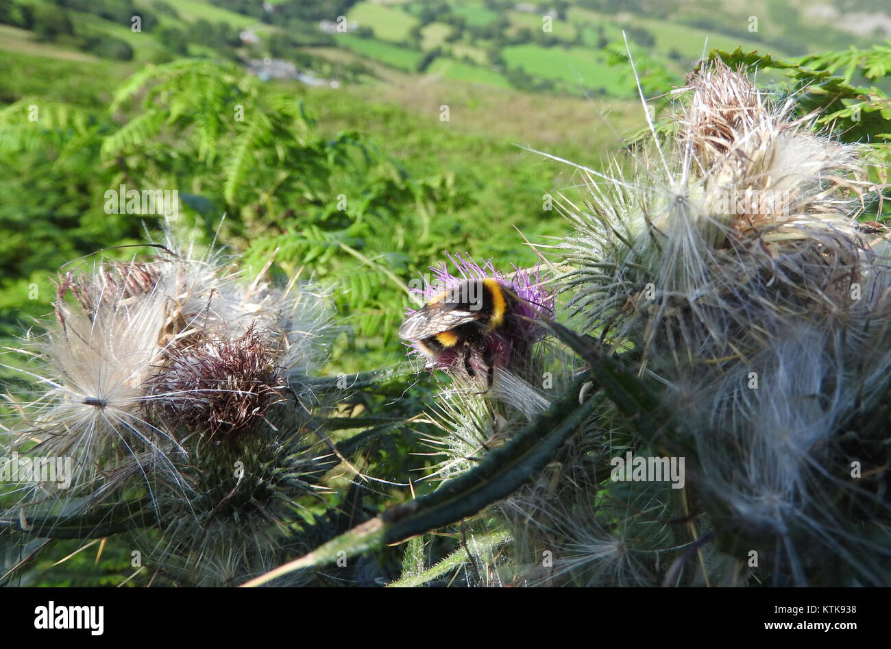 This image depicts a bee, an essential insect in ecosystems ...