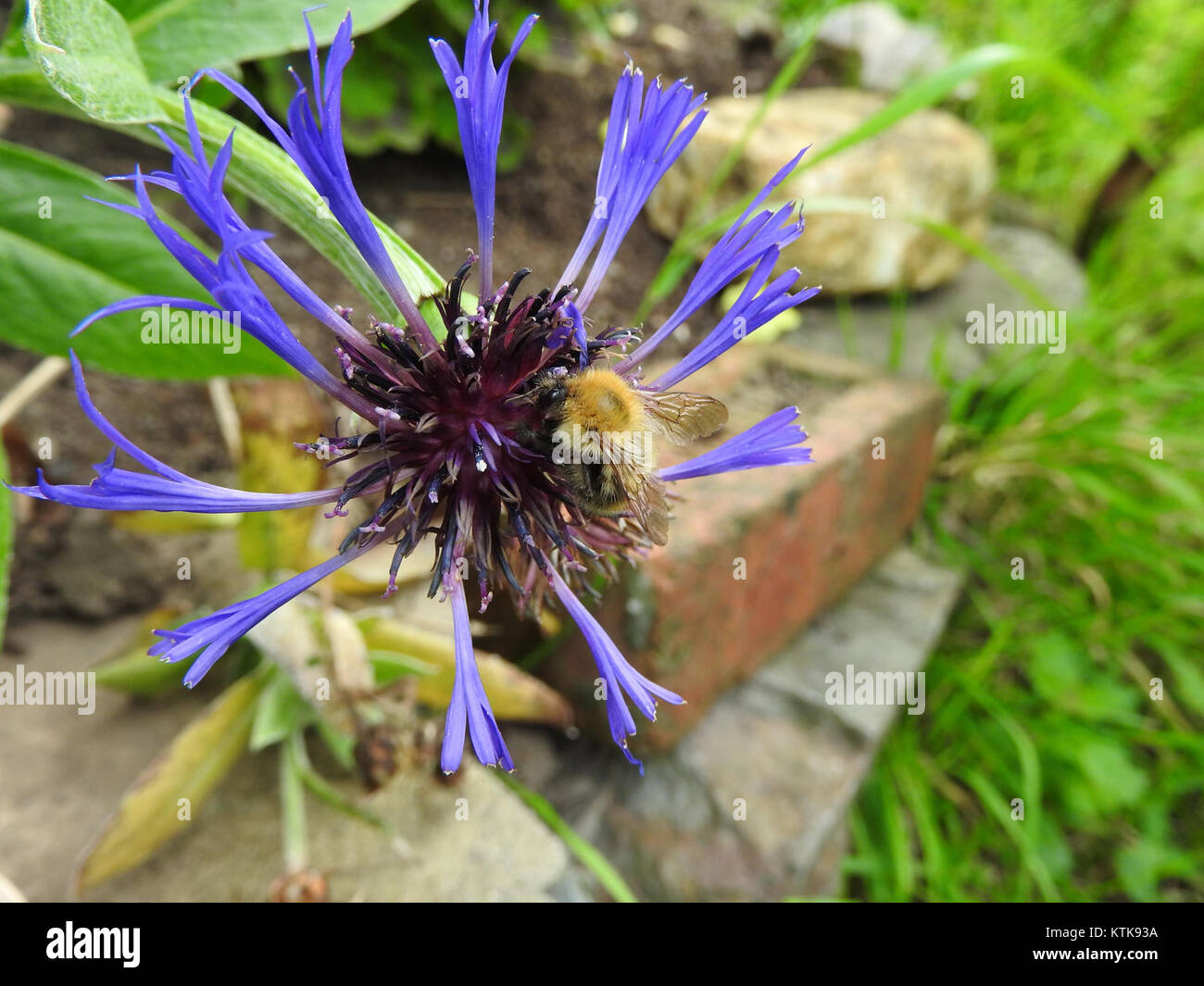 A bee, captured in flight, highlights its role in pollination and its ...