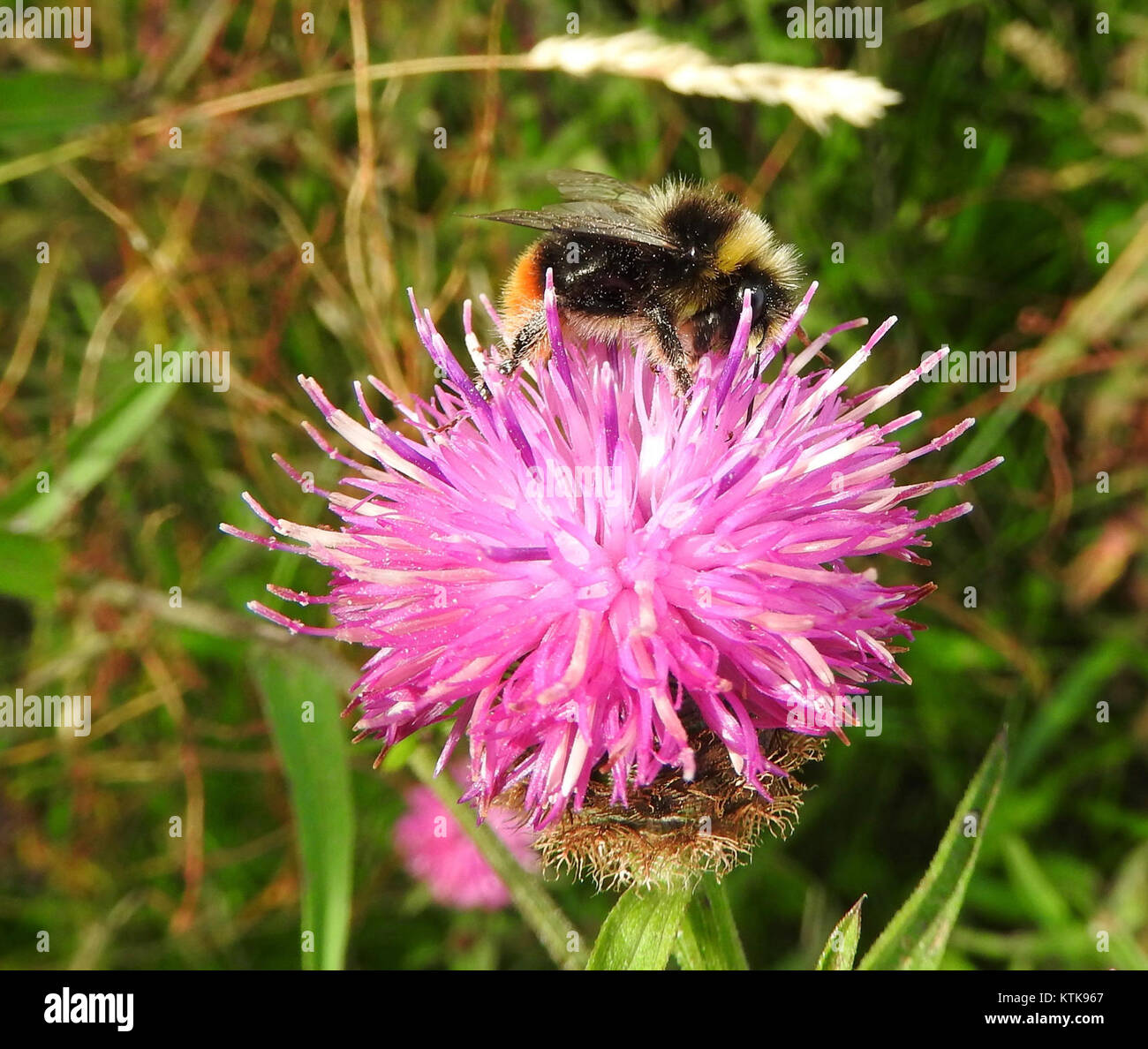 A bee captured in an image, representing its crucial role in ...