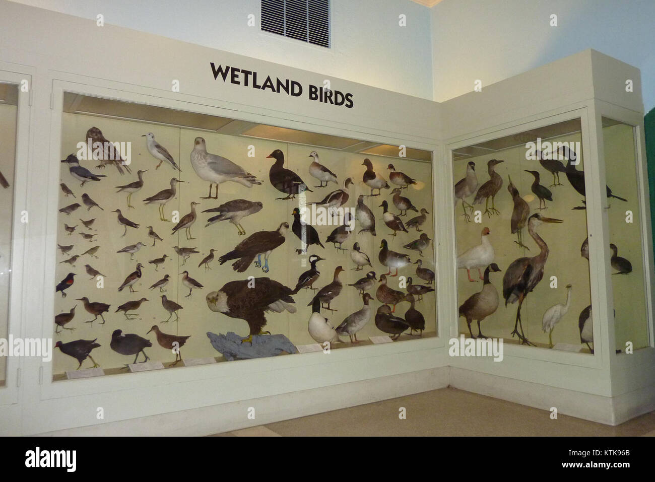 The Berkshire Museum in Pittsfield, Massachusetts, features a bird ...