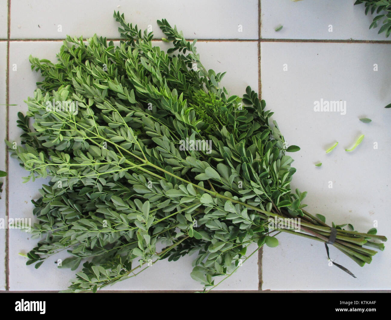 Ben oil tree leaves are used in the production of Ben oil, a plant ...