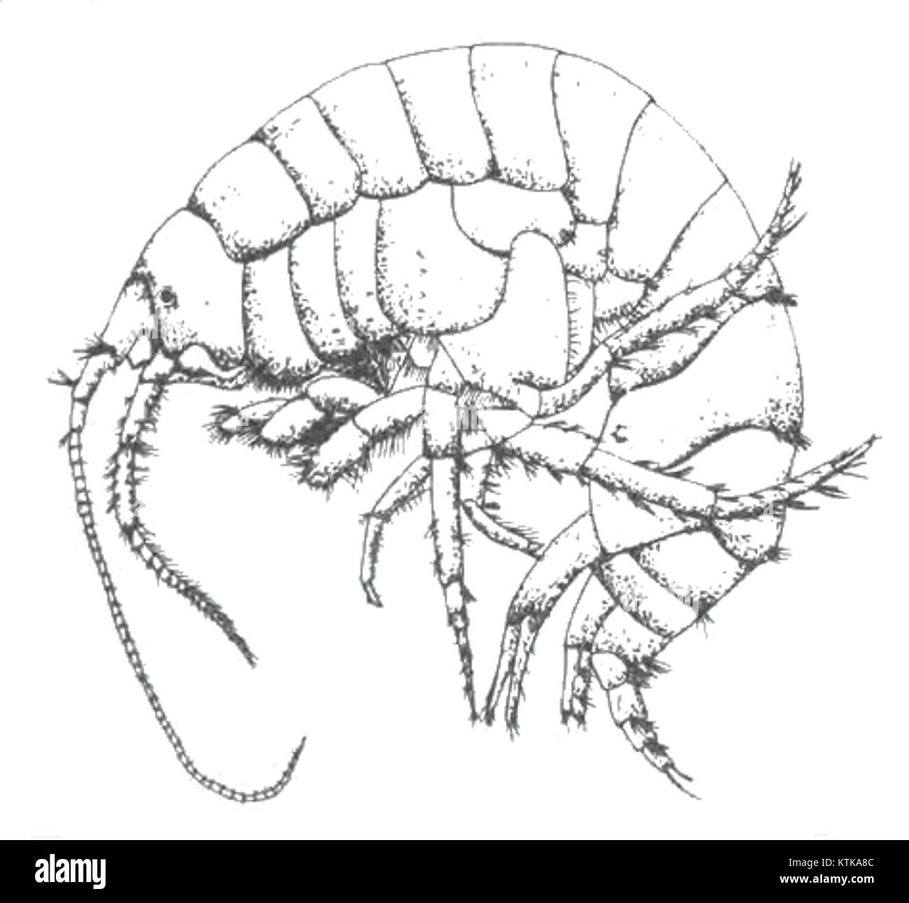 Amphipod forms hi-res stock photography and images - Alamy