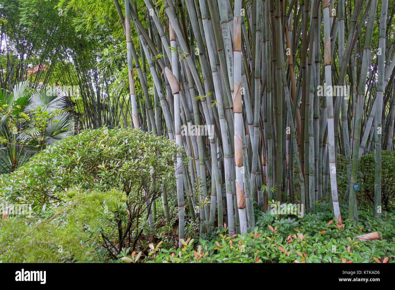 Bamboo Wangjianglou Park in Chengdu, China, is known for its lush ...
