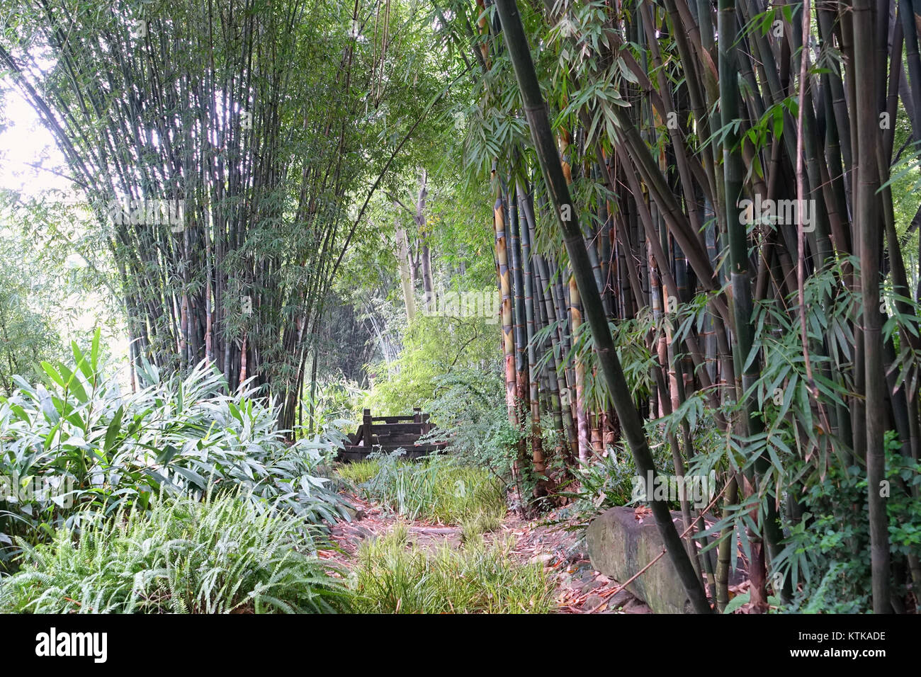 Wangjianglou Park in Chengdu, China, is known for its beautiful bamboo ...