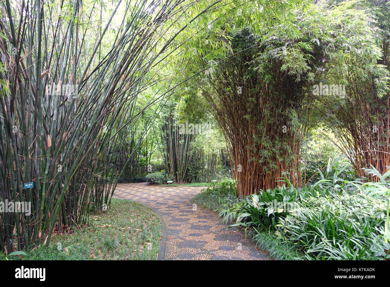 This image showcases Bamboo Wangjianglou Park in Chengdu, China. The ...
