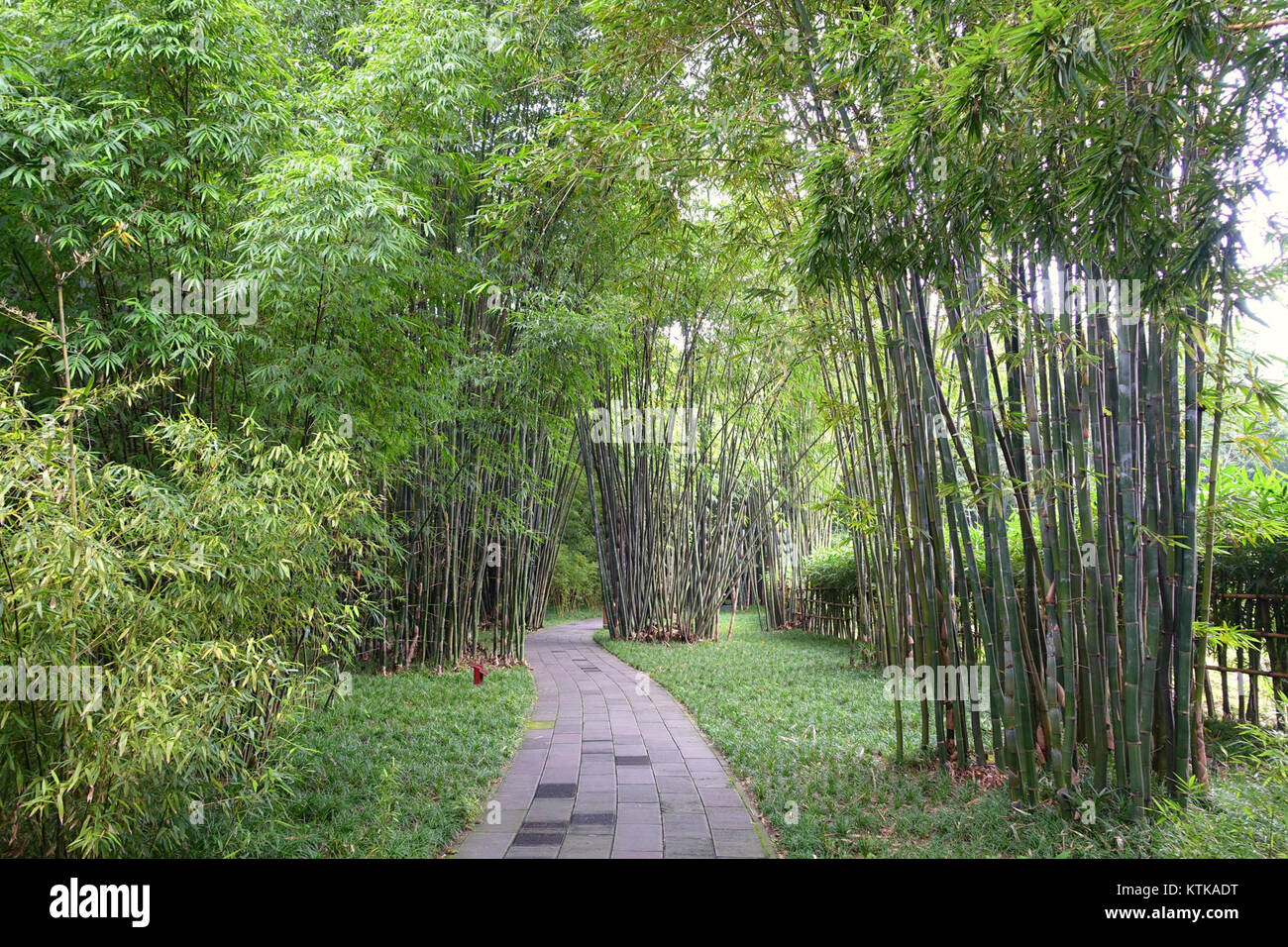 Wangjianglou Park in Chengdu, China, is known for its bamboo gardens ...