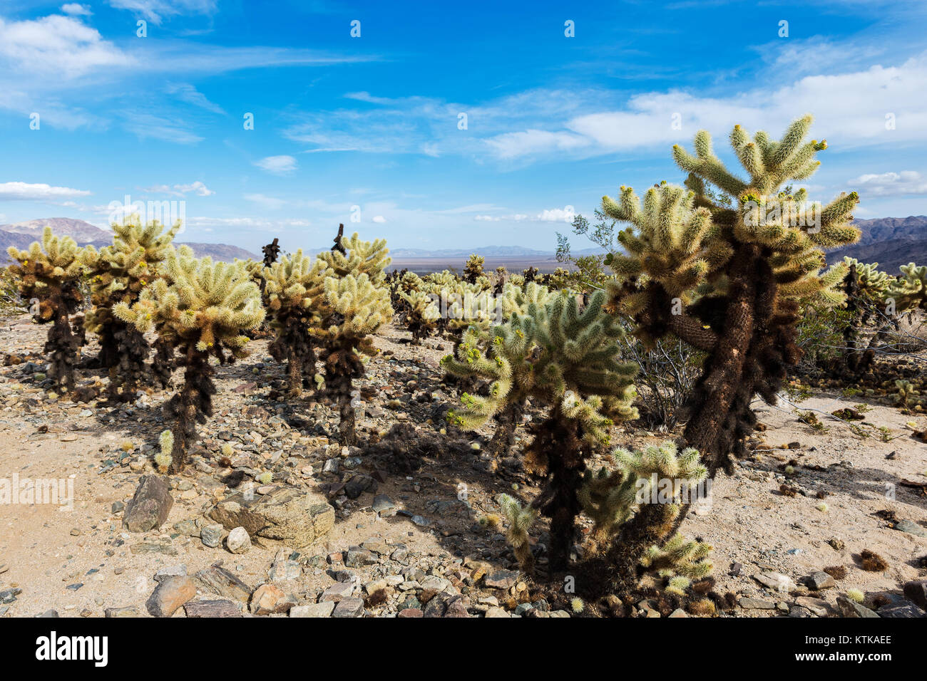 Cholla cactus (Cylindropuntia fulgida) also known as the hanging chain ...