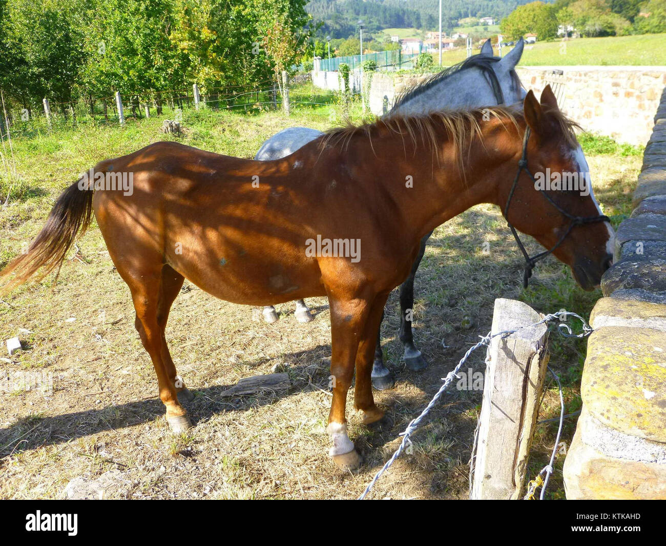 Axpe is a village located in Busturia, in the Basque Country, Spain ...