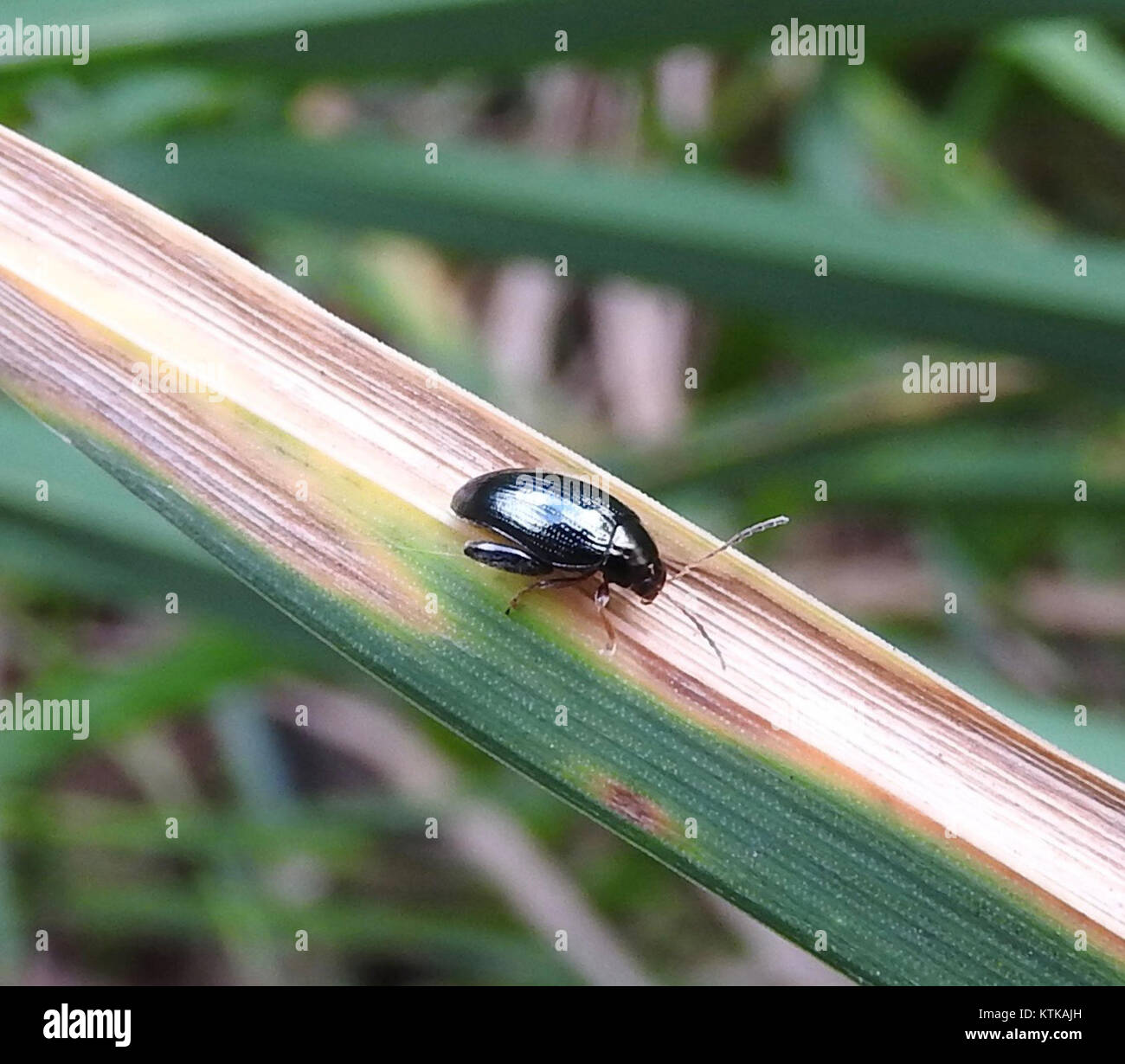 The beetle, captured in the photograph, represents the diverse and ...