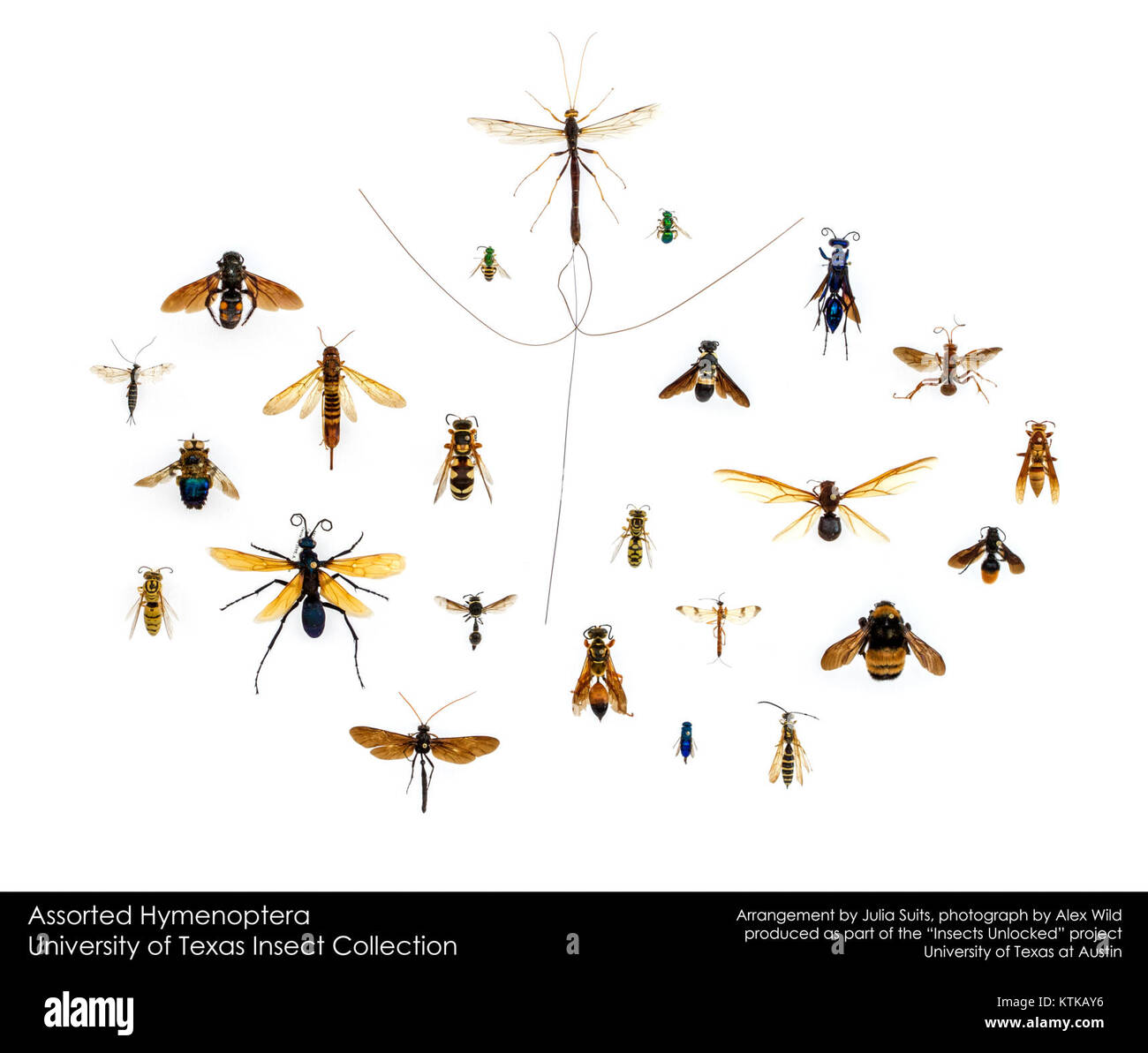 This collection of Hymenoptera, a diverse order of insects, was ...