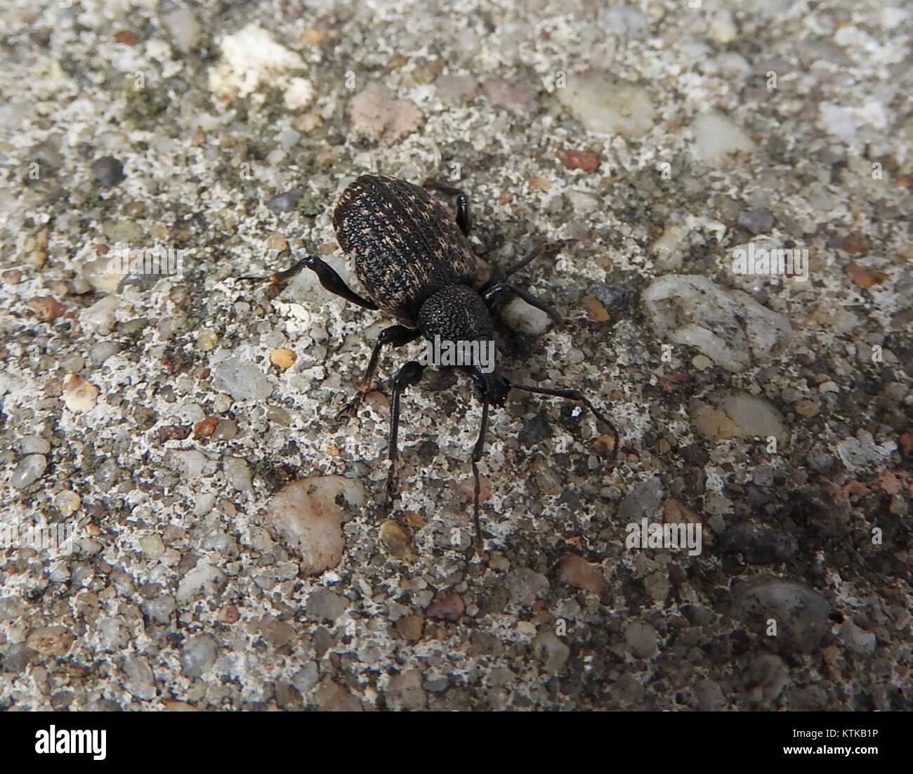 The image features a Volkswagen Beetle, a classic car known for its ...