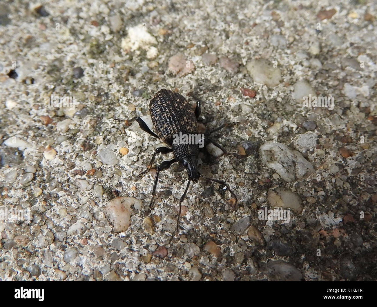 The beetle shown in the image belongs to a specific insect family ...