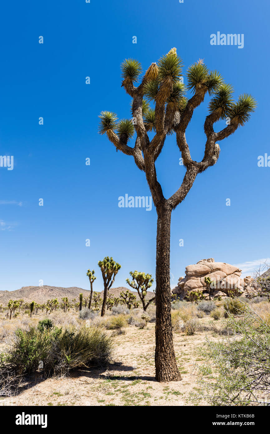 Joshua Tree - Tree of Life (Yucca brevifolia) around sunset in the ...