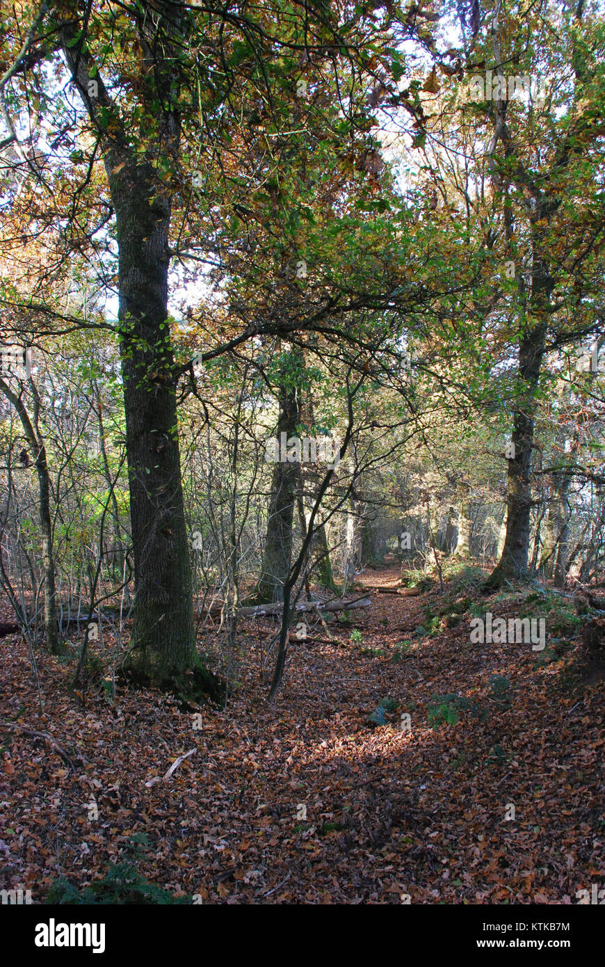 'Be eikte boswallen' refers to an image depicting oak woodlands. The ...
