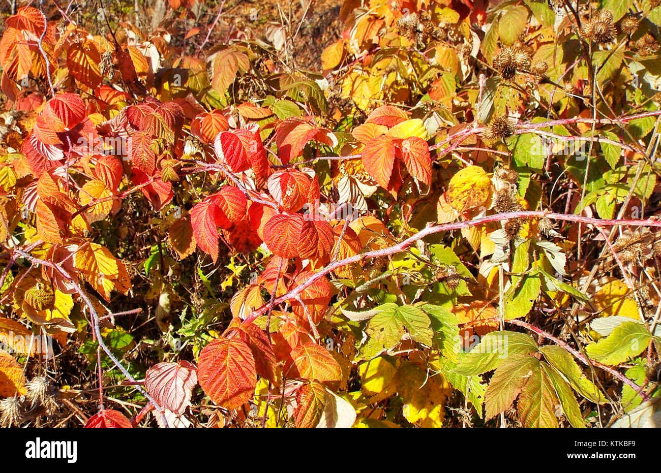 An autumn raspberry cane, captured in a photograph, represents a ...