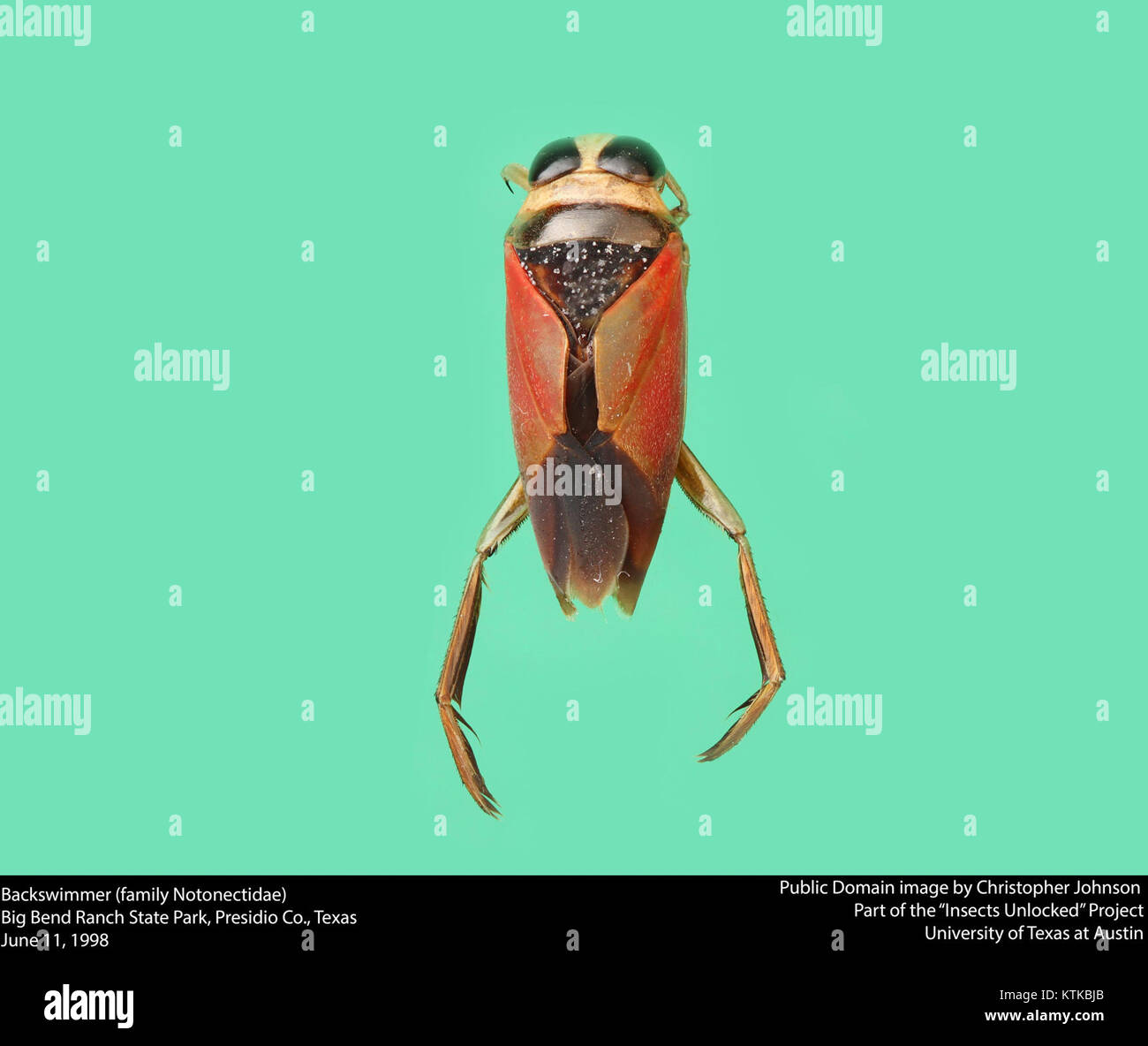 Backswimmers, members of the Notonectidae family, are aquatic insects ...