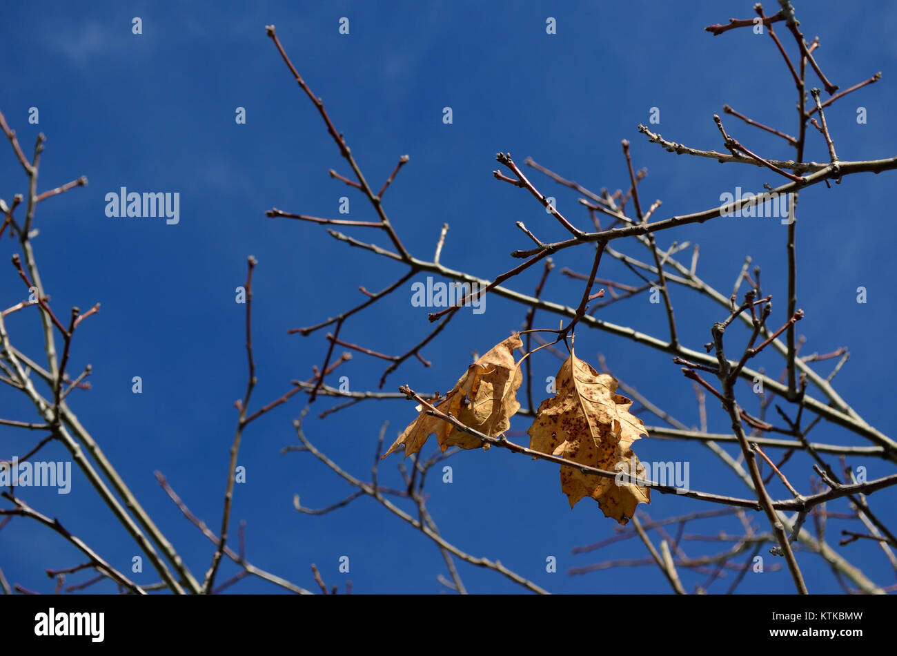 The image of an autumn tree with lonely leaves evokes the beauty and ...
