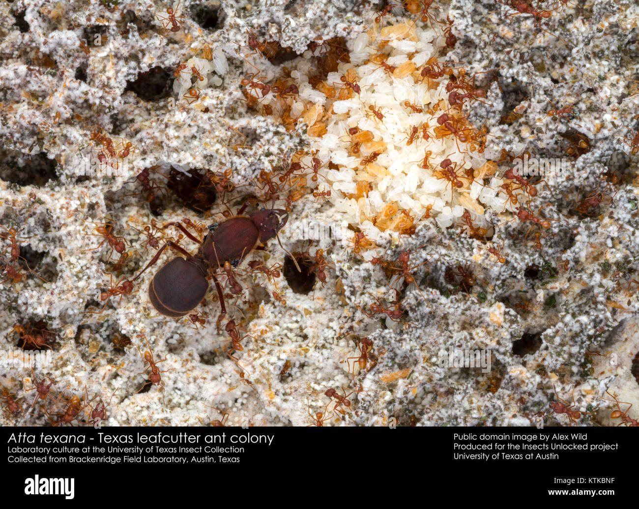 Texas native ant hi-res stock photography and images - Alamy