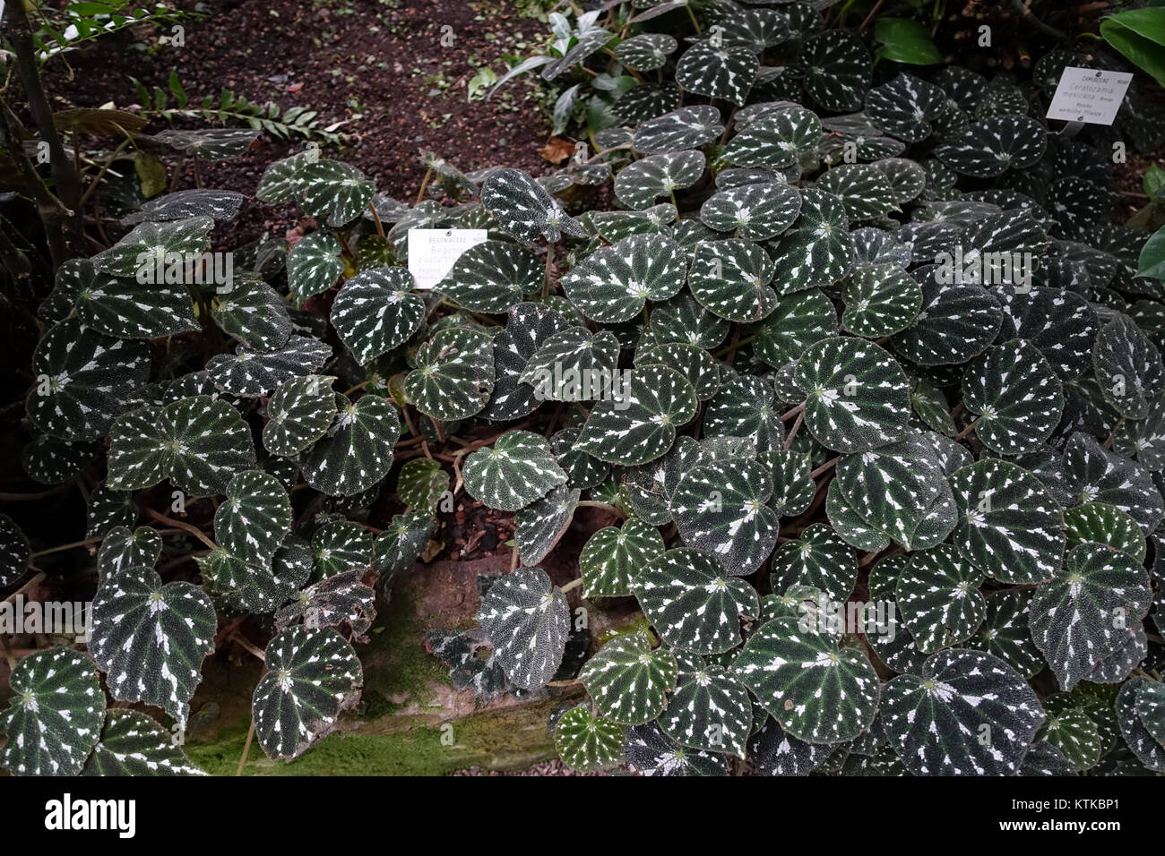 A photograph of Begonia pustulata taken at the Botanical Garden in ...