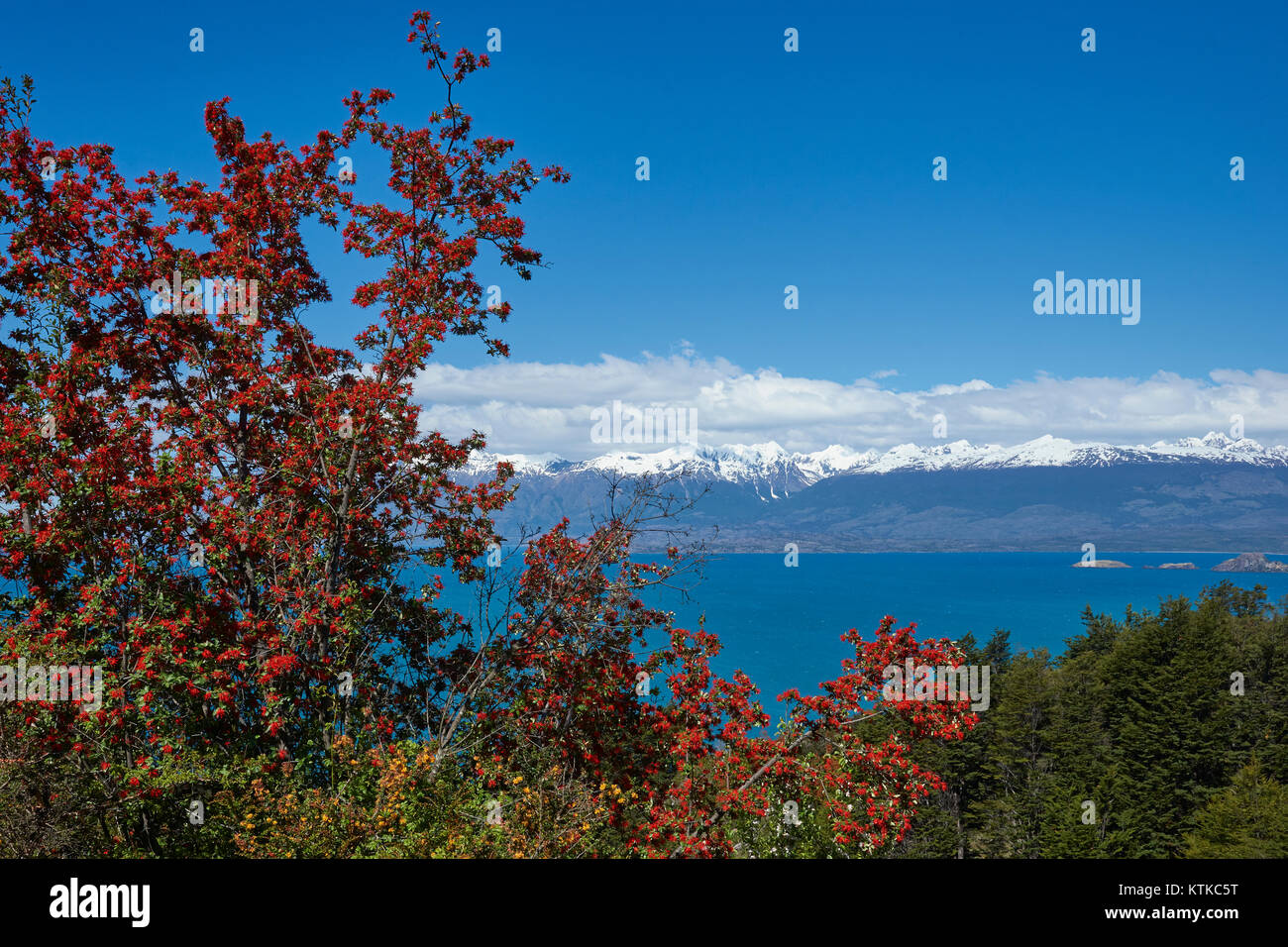 Flowering flame bushes along the Carretera Austral next to the azure ...
