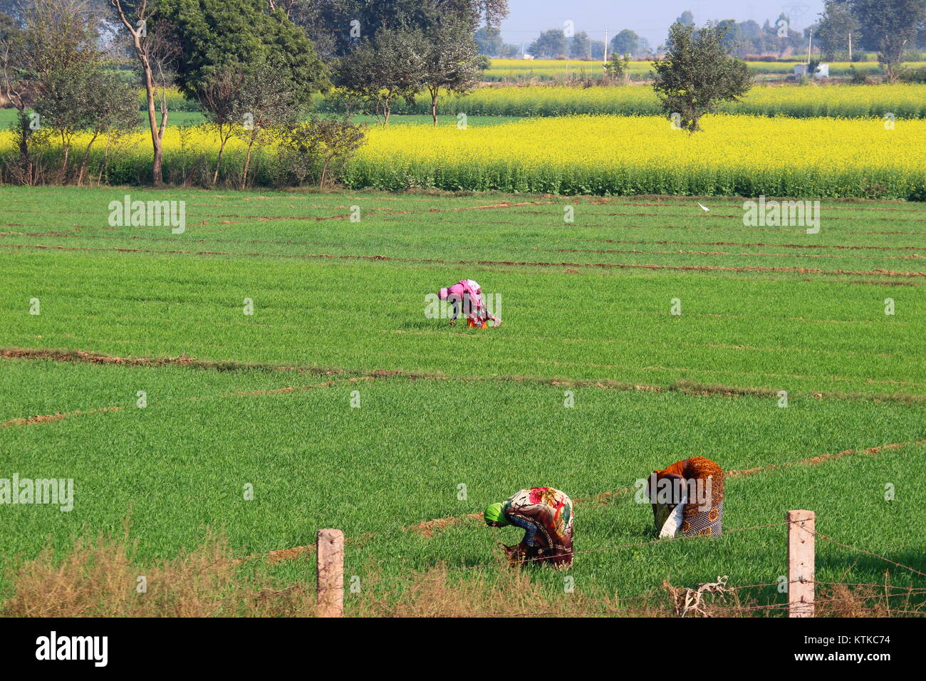 Working women india hi-res stock photography and images - Alamy