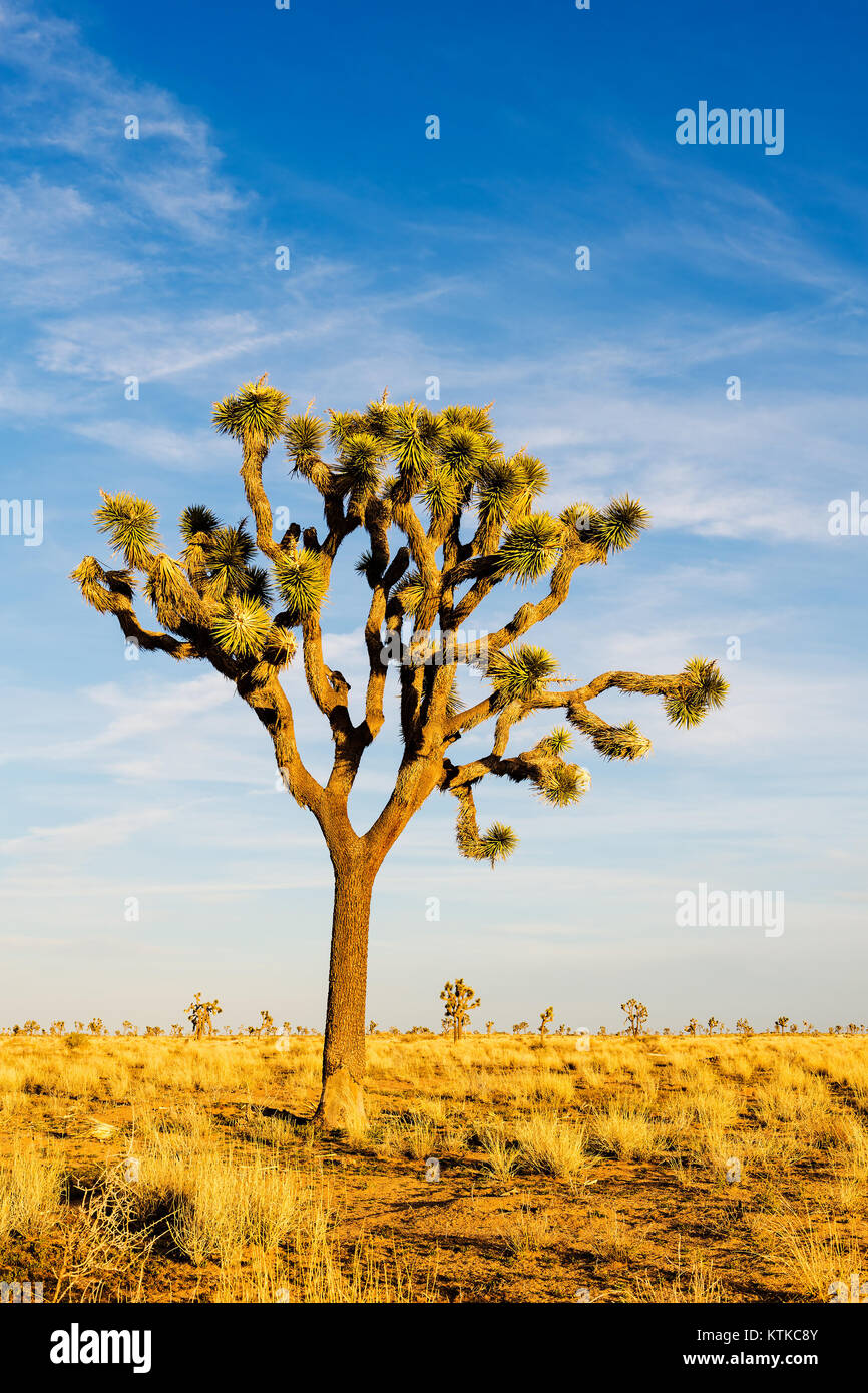 Joshua Tree - Tree of Life (Yucca brevifolia) around sunset in the ...