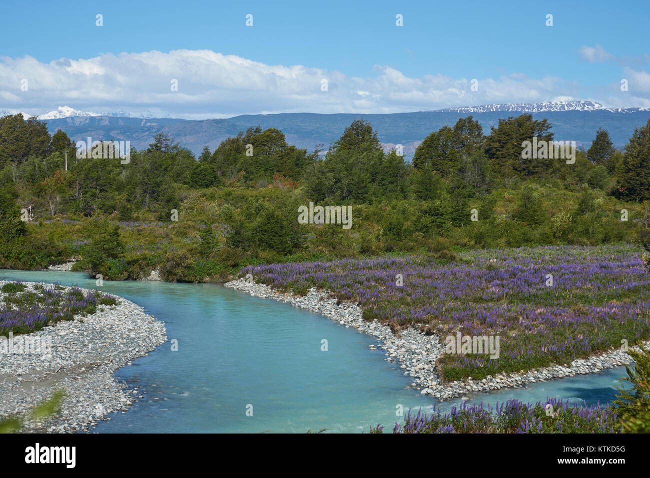 Spring in Patagonia. Lupins flowering on the banks of the Rio el Canal ...