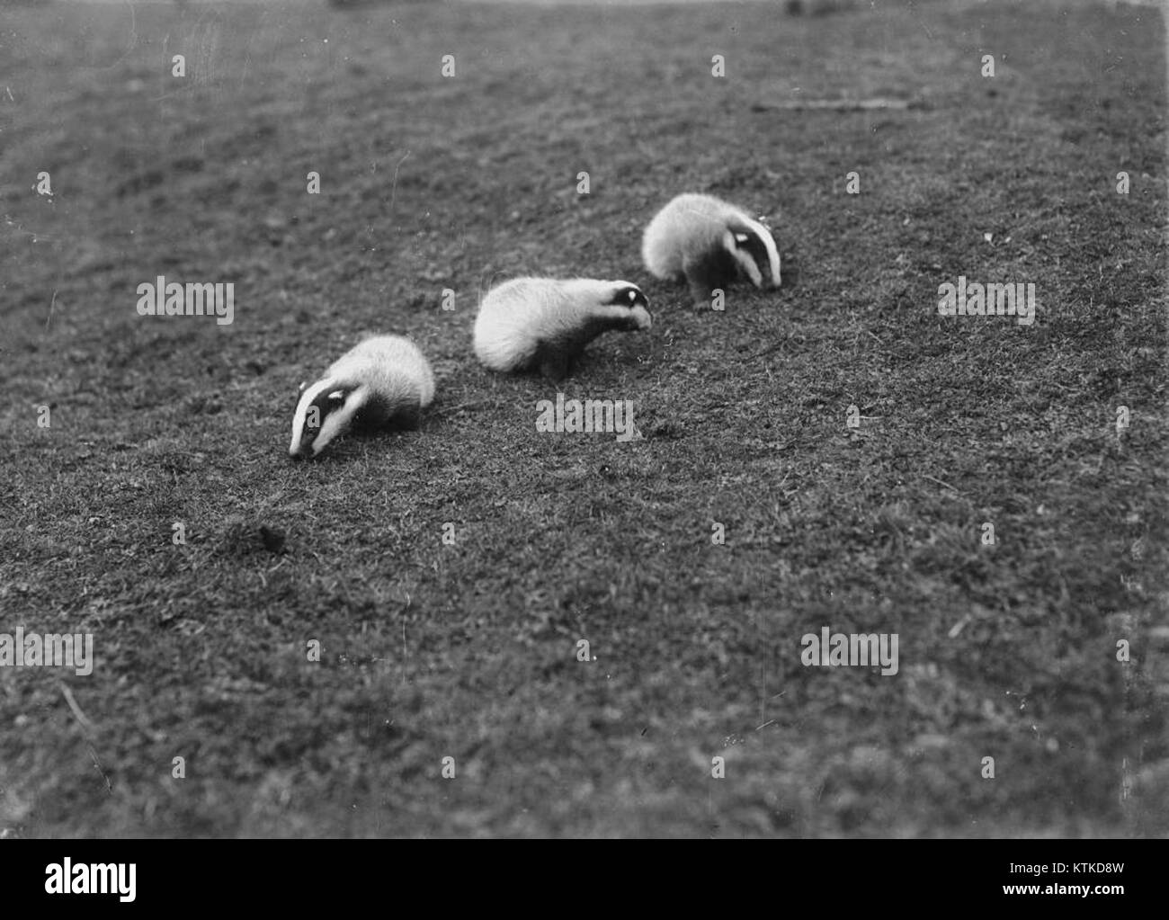 Badger cubs, featured in this image, are the young offspring of badgers ...