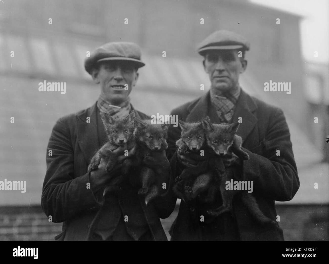 Photograph of rescued baby badger cubs, showcasing their appearance and ...