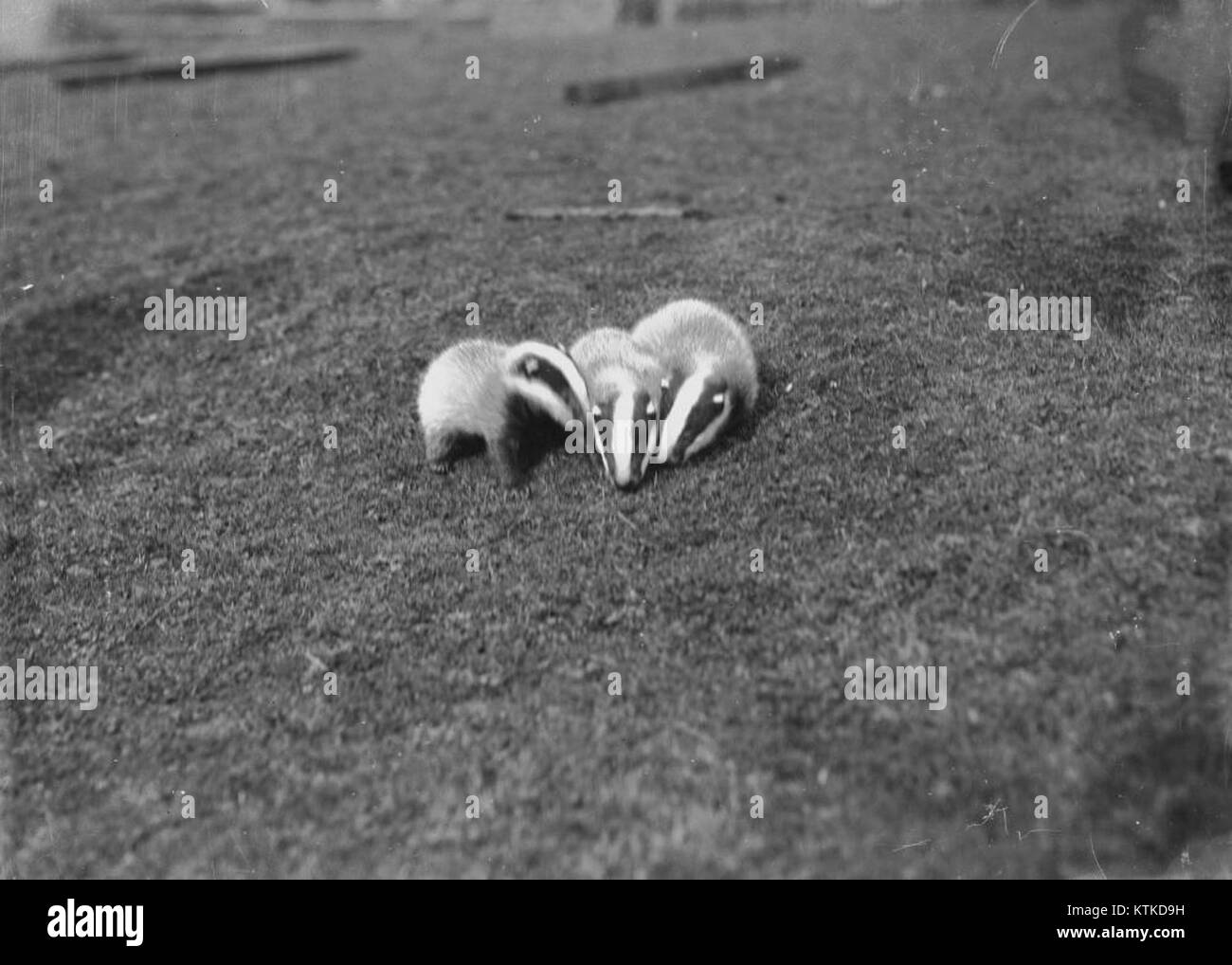 In wild setting Black and White Stock Photos & Images - Alamy