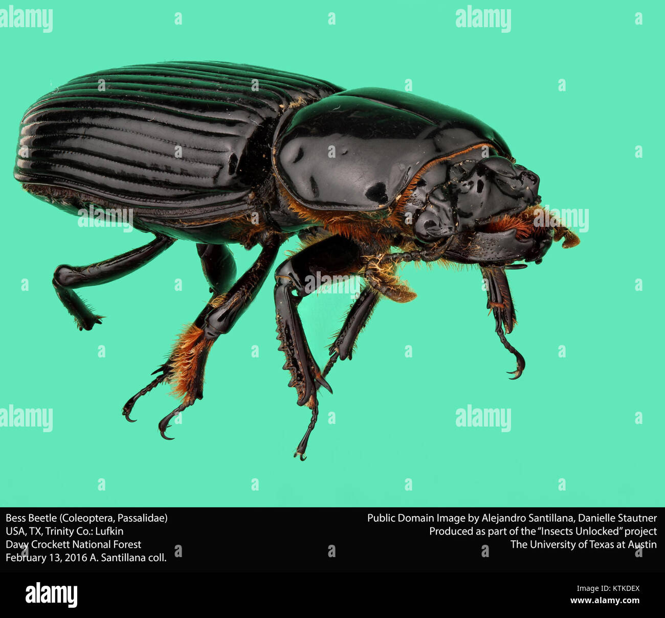 The Bess beetle, a species within the Passalidae family, is known for ...