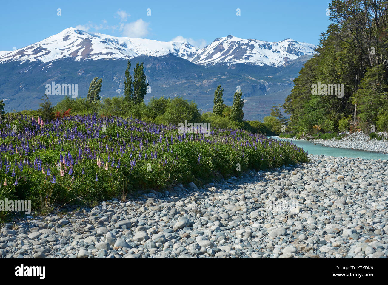 Spring in Patagonia. Lupins flowering on the banks of the Rio el Canal ...