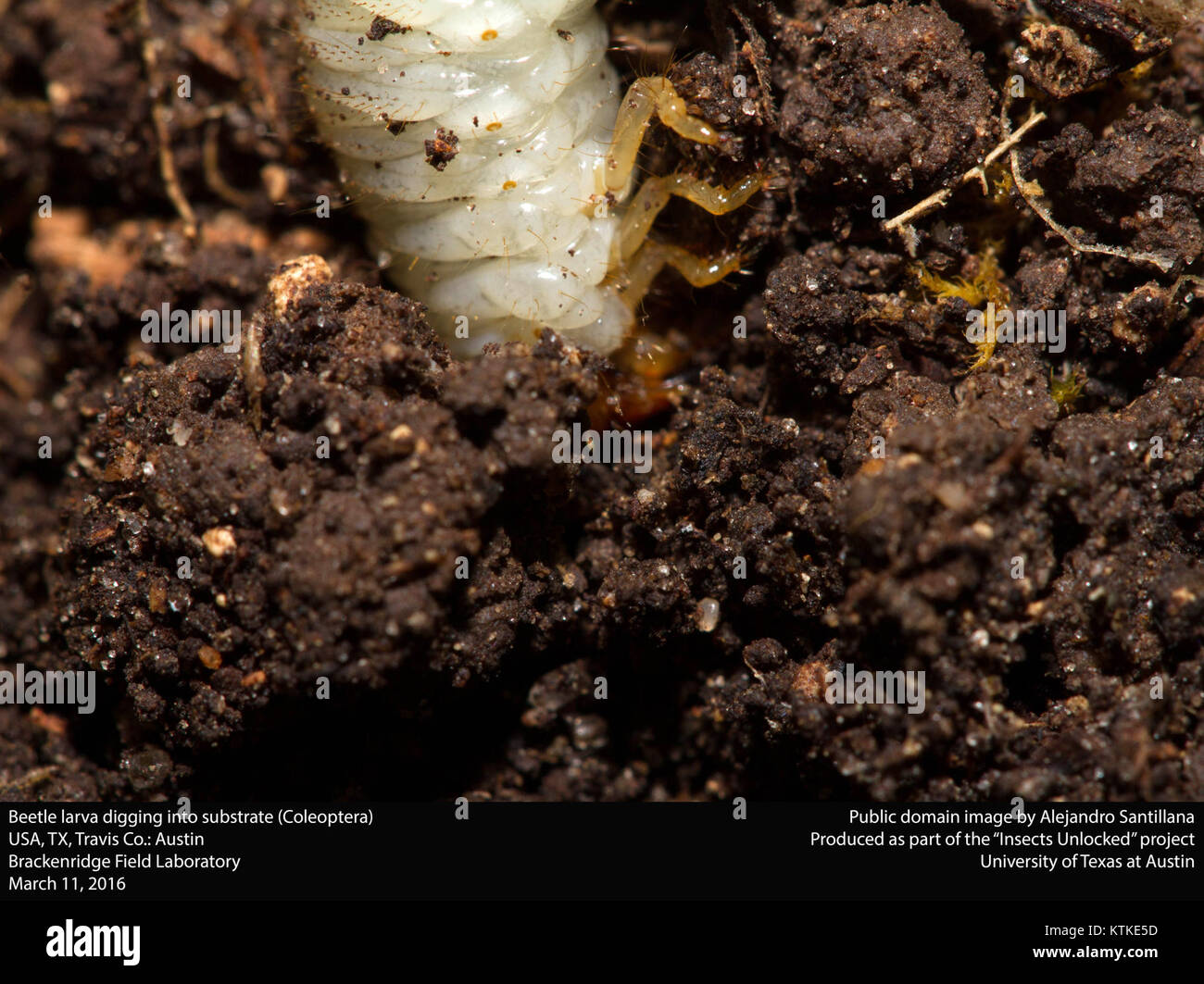 The image captures a beetle larva, belonging to the order Coleoptera ...