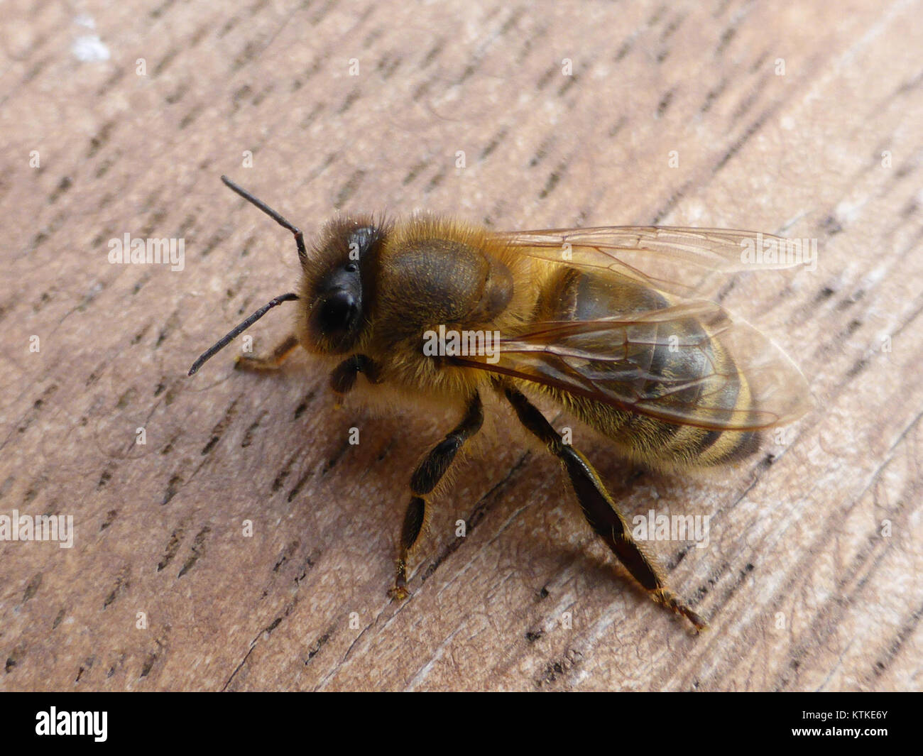 Bee 1644 likely refers to an artwork, an artifact, or a notable bee species documented in 1644 ...