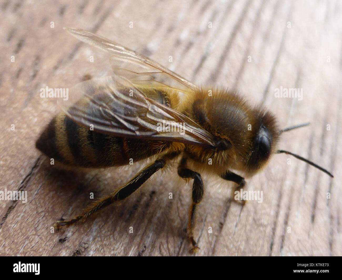 Bee 41 is a species of bee identified by its unique characteristics ...
