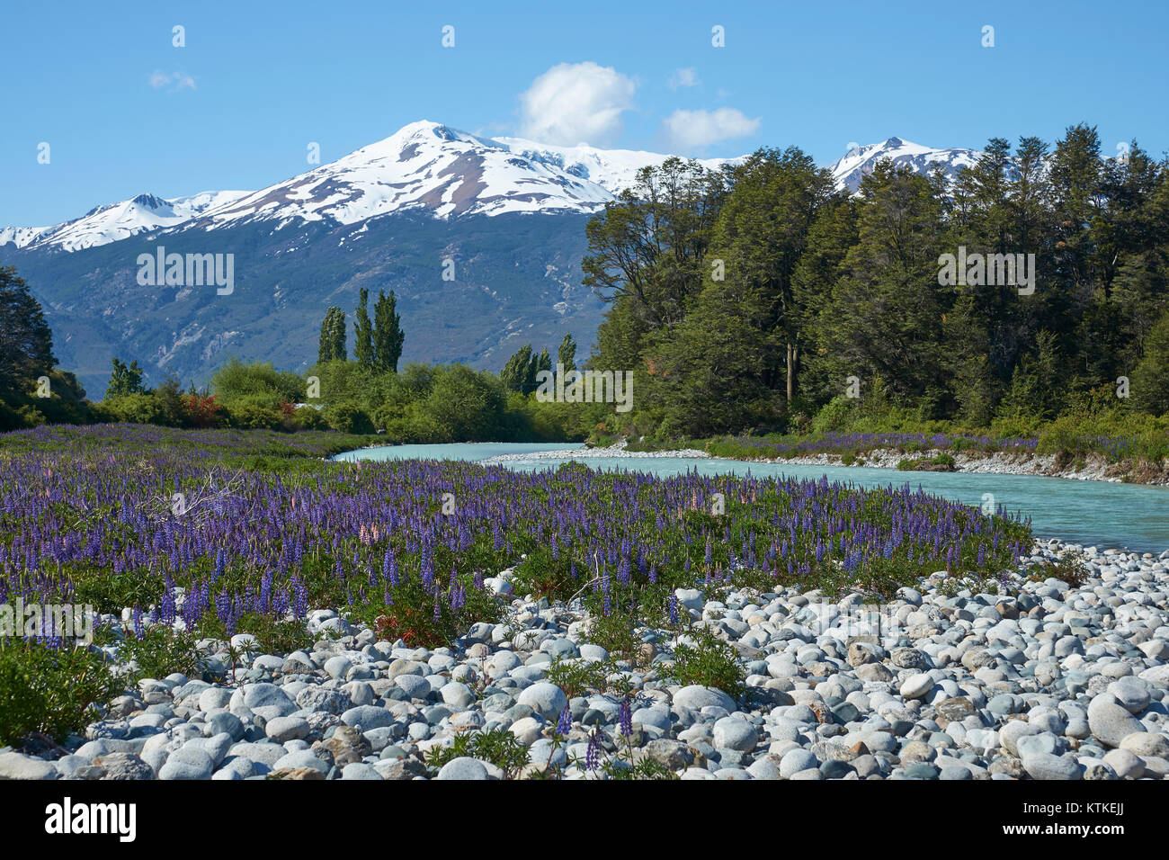 Spring in Patagonia. Lupins flowering on the banks of the Rio el Canal ...