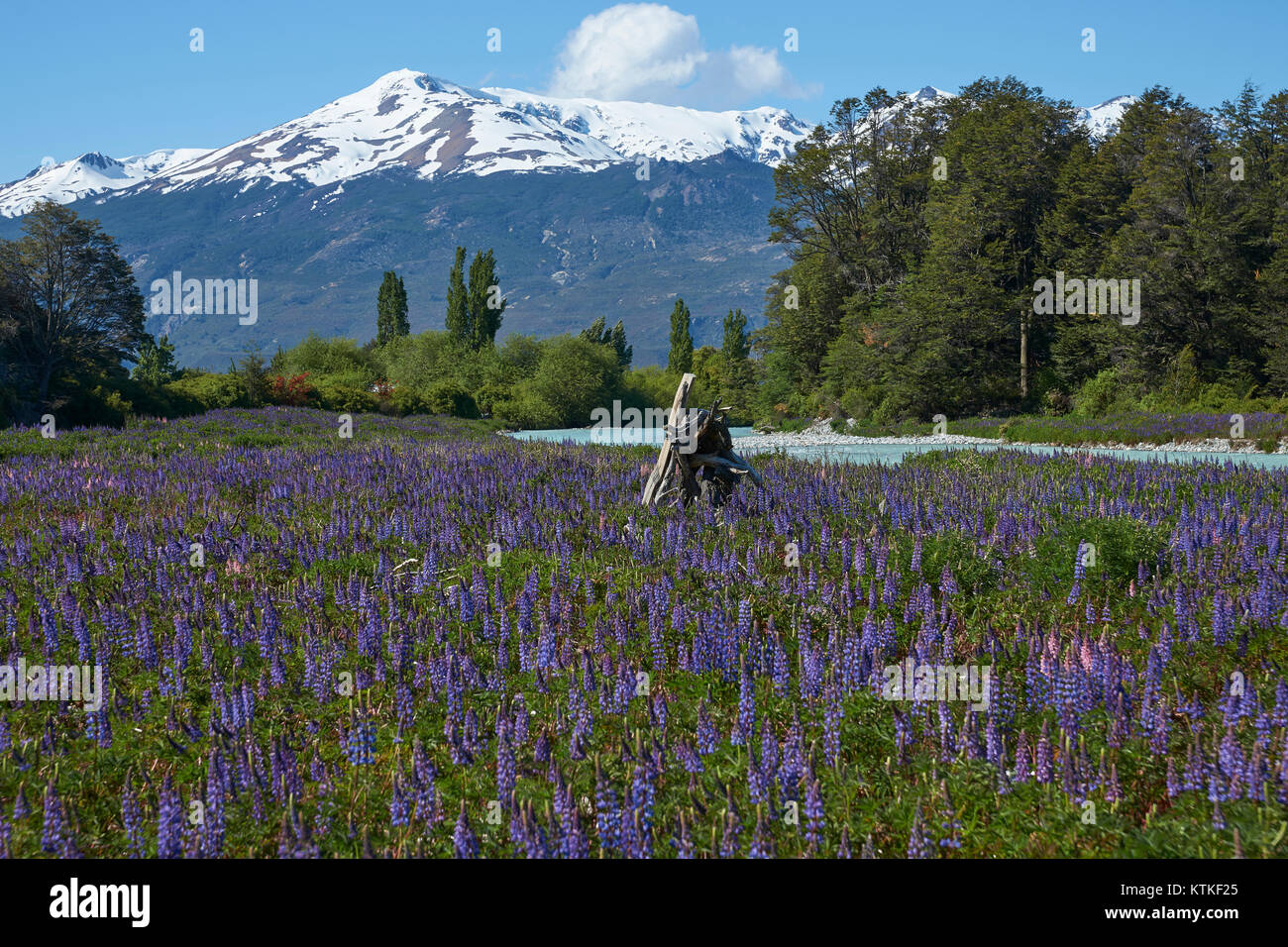 Spring in Patagonia. Lupins flowering on the banks of the Rio el Canal ...
