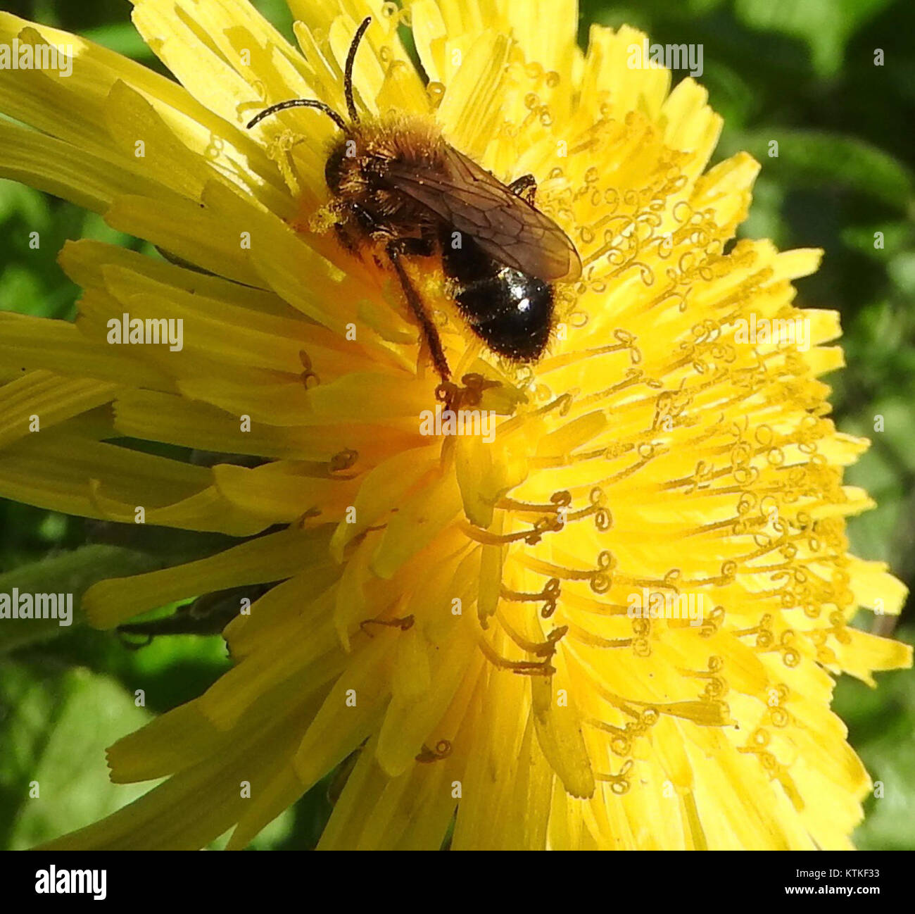 The bee (27375726433) is an essential pollinator species, contributing ...