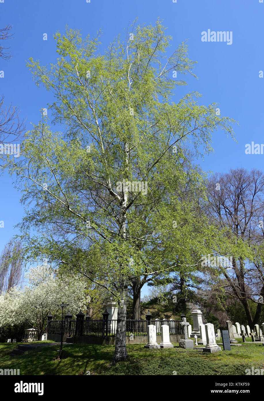 Betula pendula 'Dalecarlica', also known as the Dalecarlian Birch, is a ...