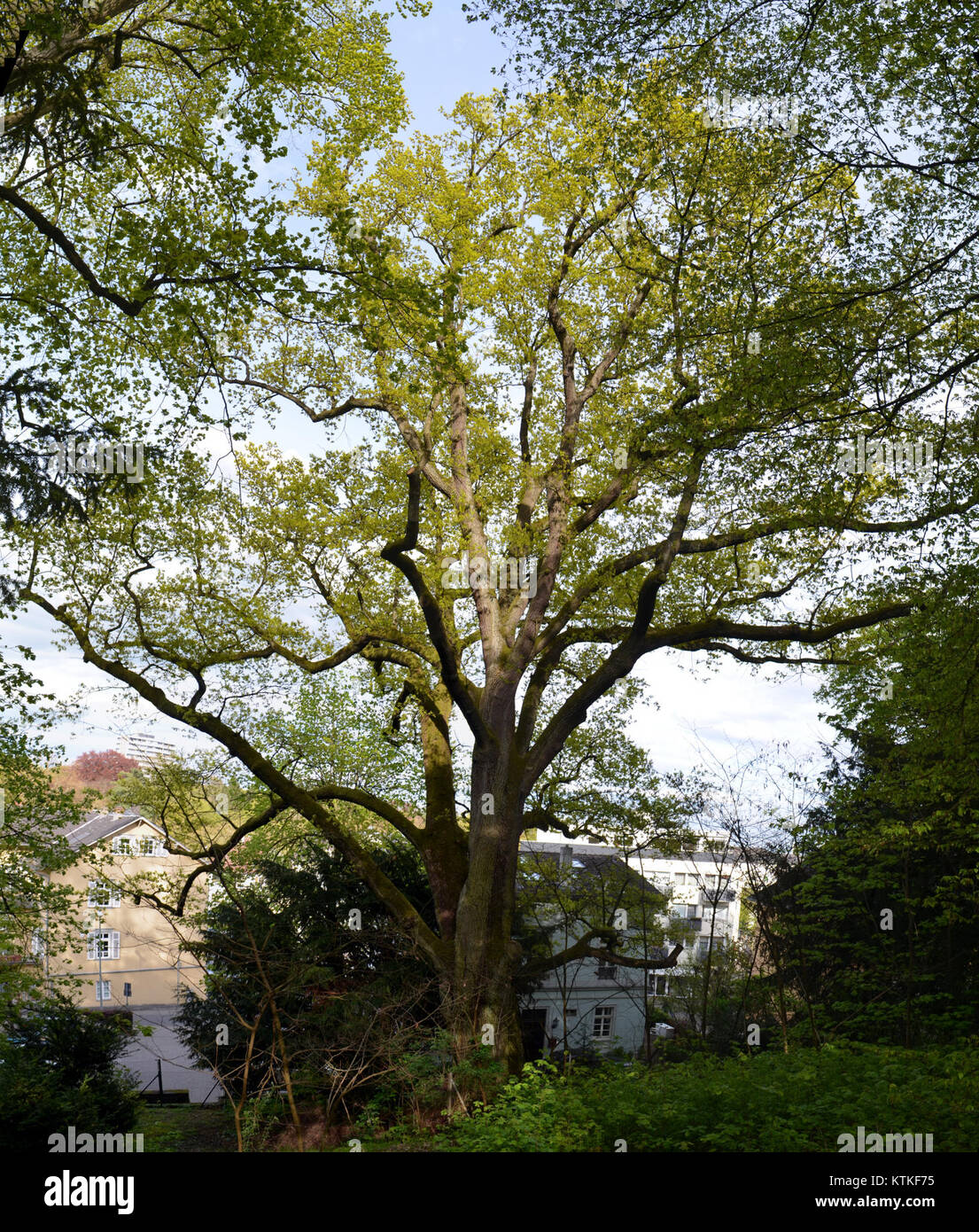 This image shows the oak tree at Paul Reis House in Bad Soden, Germany ...