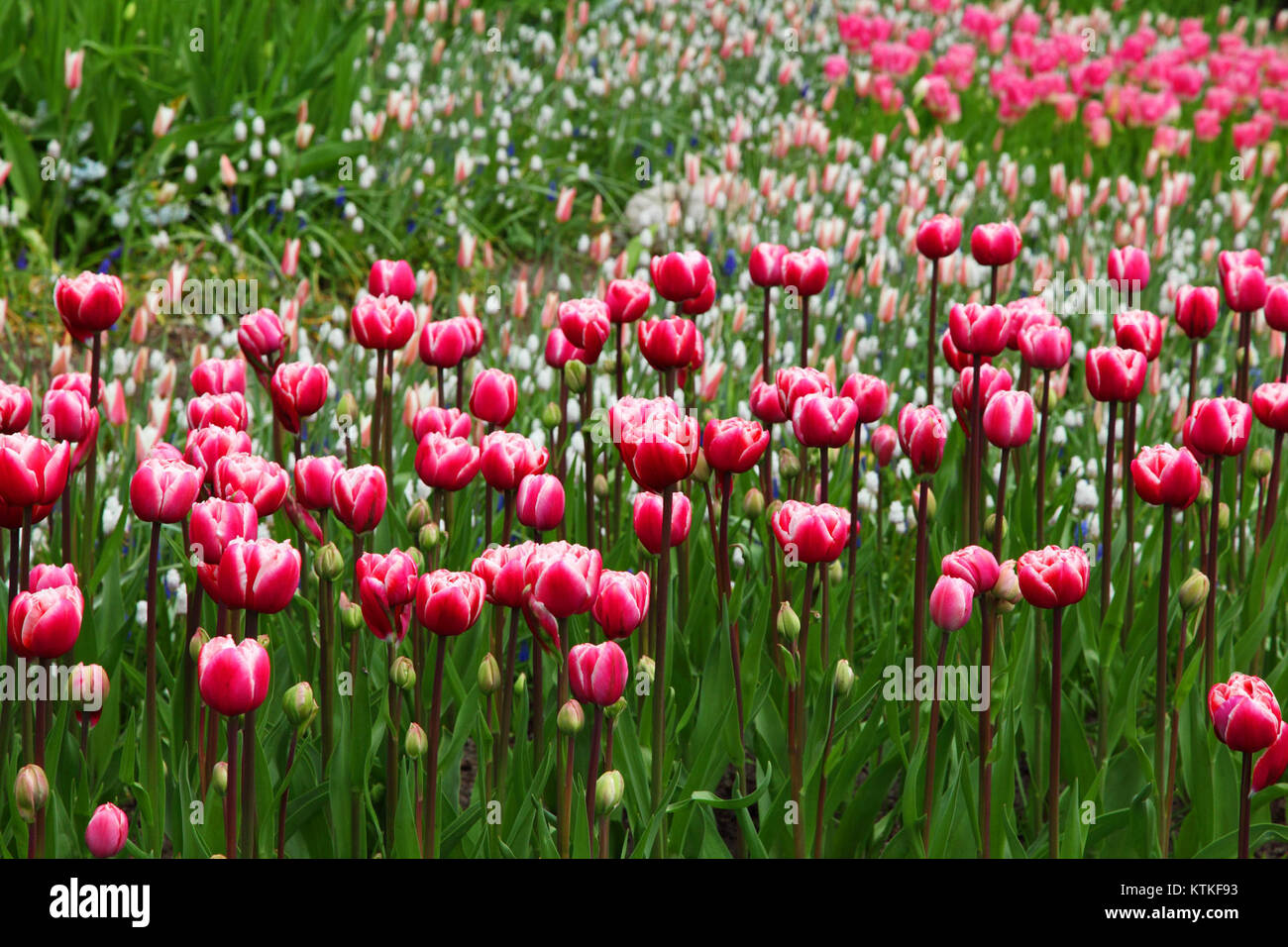 Photograph capturing tranquil serene hi-res stock photography and ...