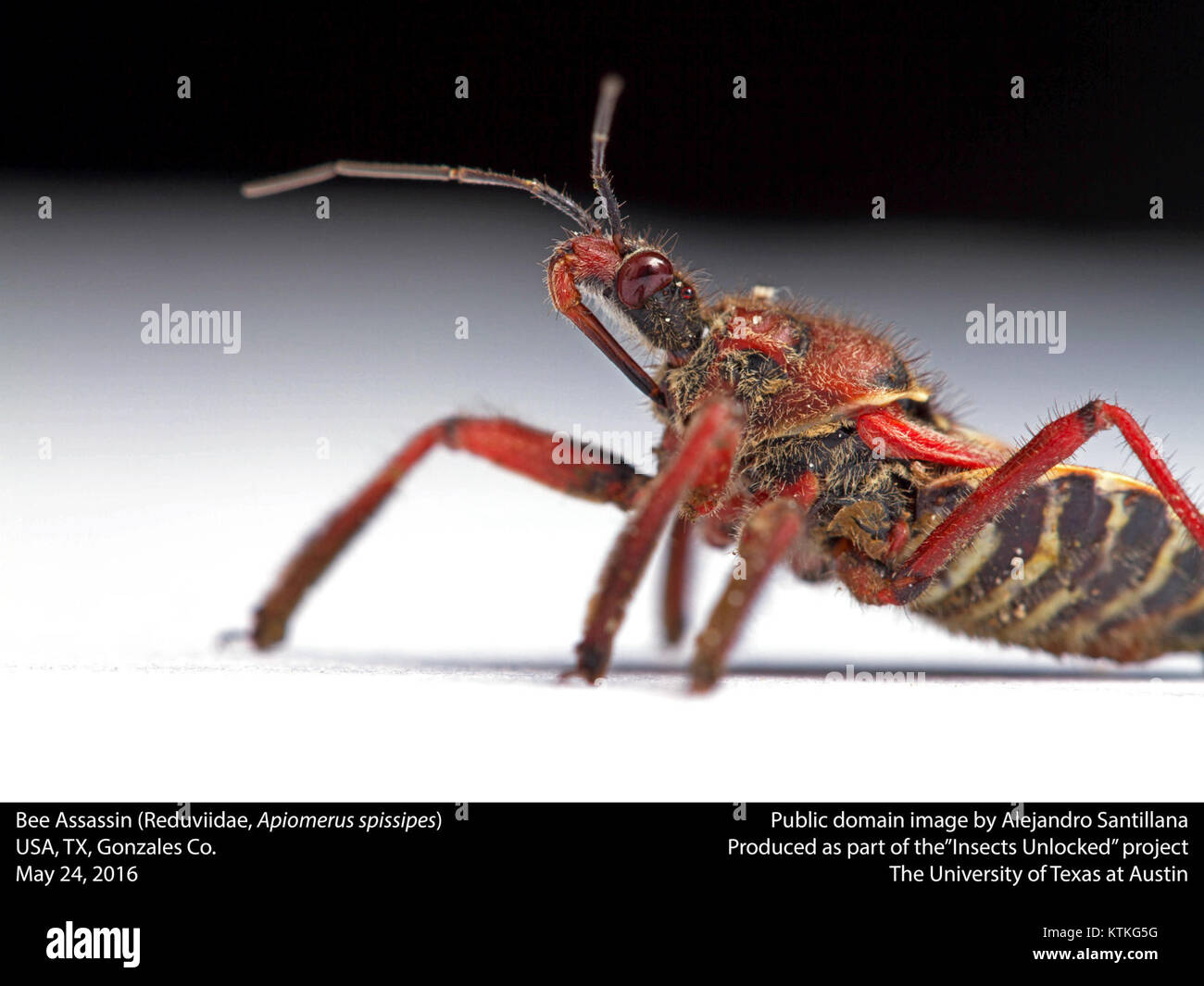 The Bee Assassin, Apiomerus spissipes, is a predatory insect from the ...