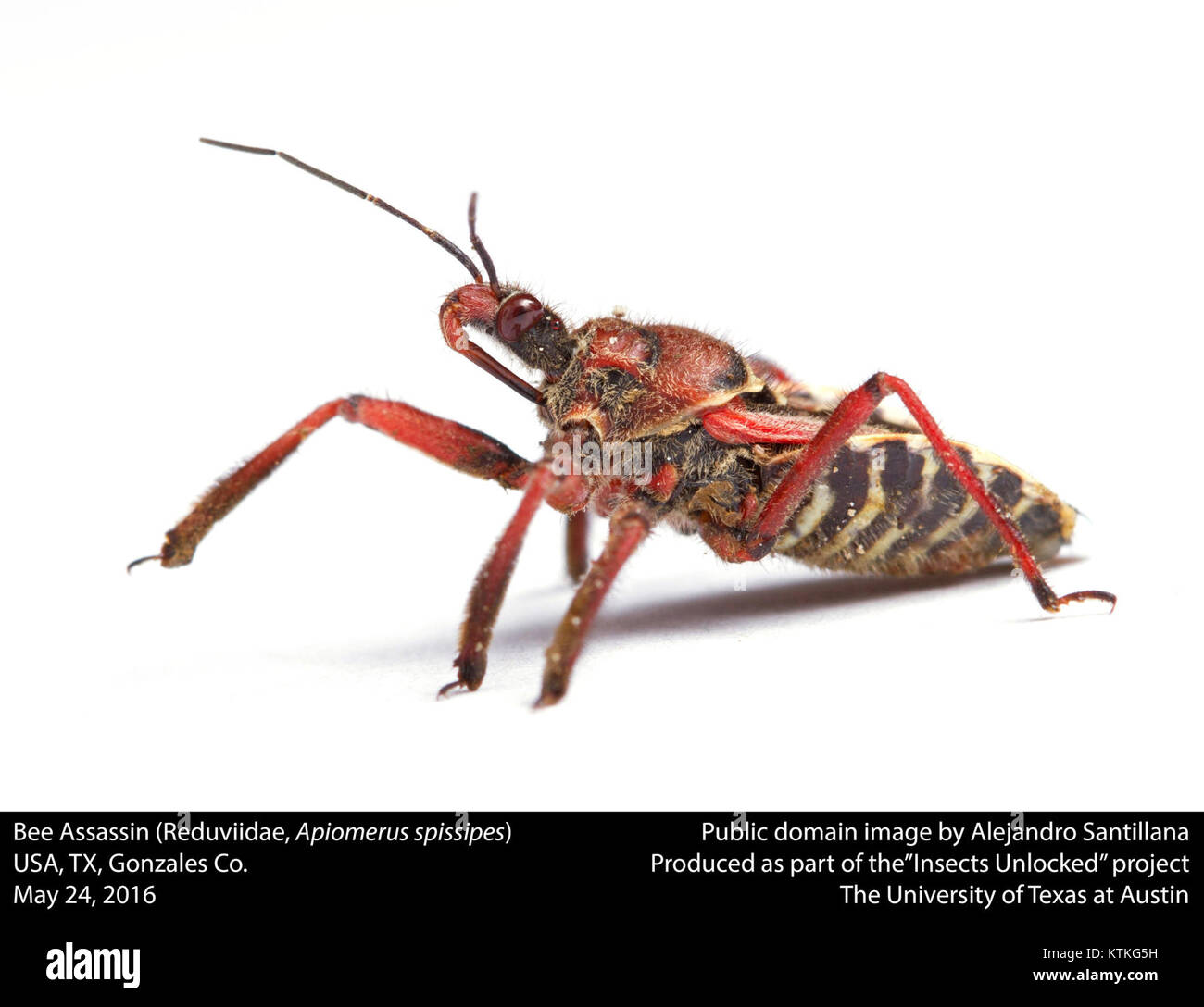 Preying on bees hi-res stock photography and images - Alamy