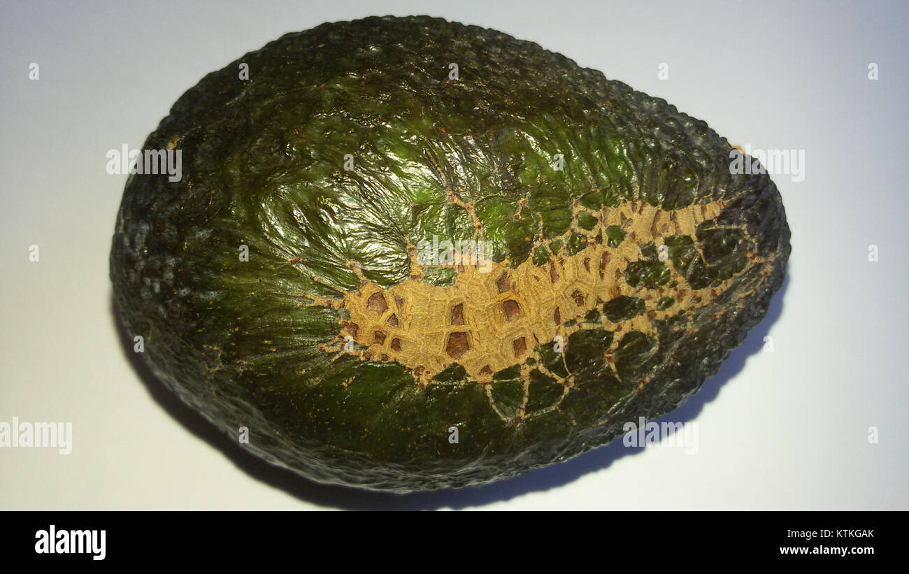 Avocado scab is a disease that affects avocado trees, caused by the ...