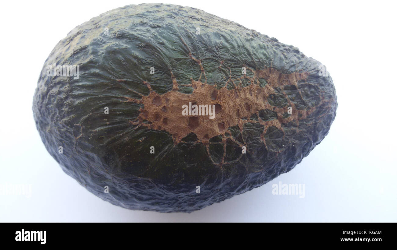 Avocado scab is a plant disease caused by the fungus *Elsinoe australis ...