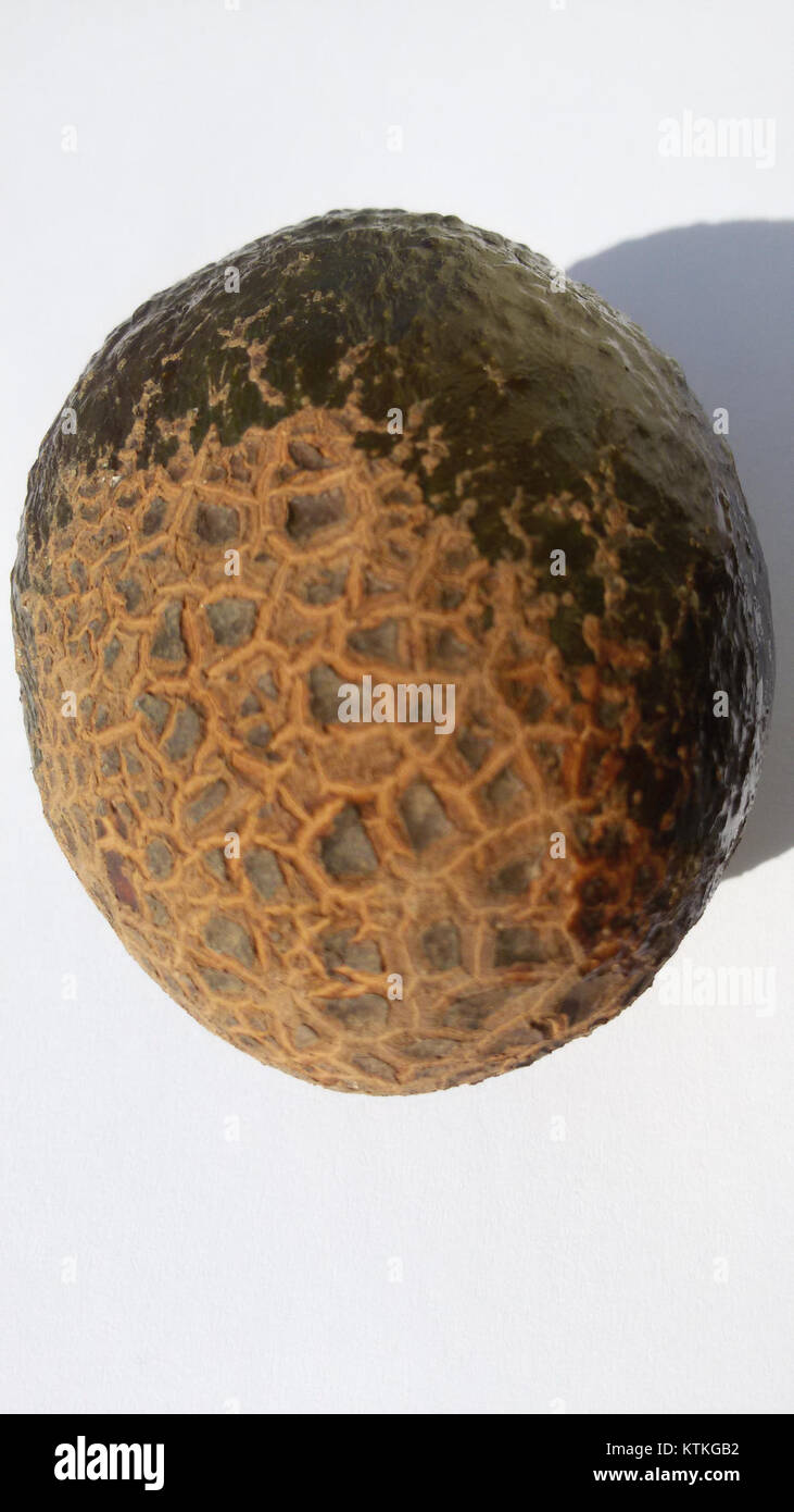 Avocado scab is a fungal disease that affects avocado trees, causing ...