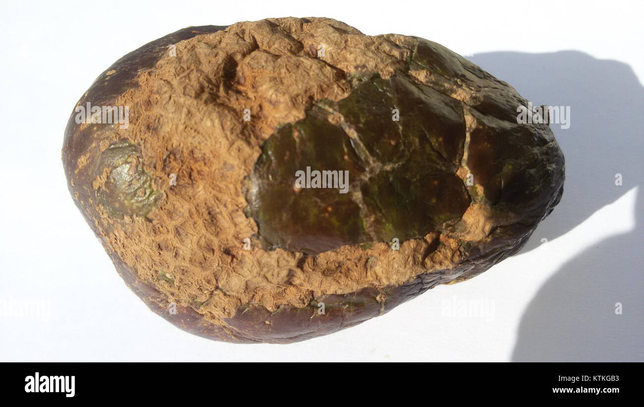 Avocado scab is a plant disease affecting avocado crops. This condition ...