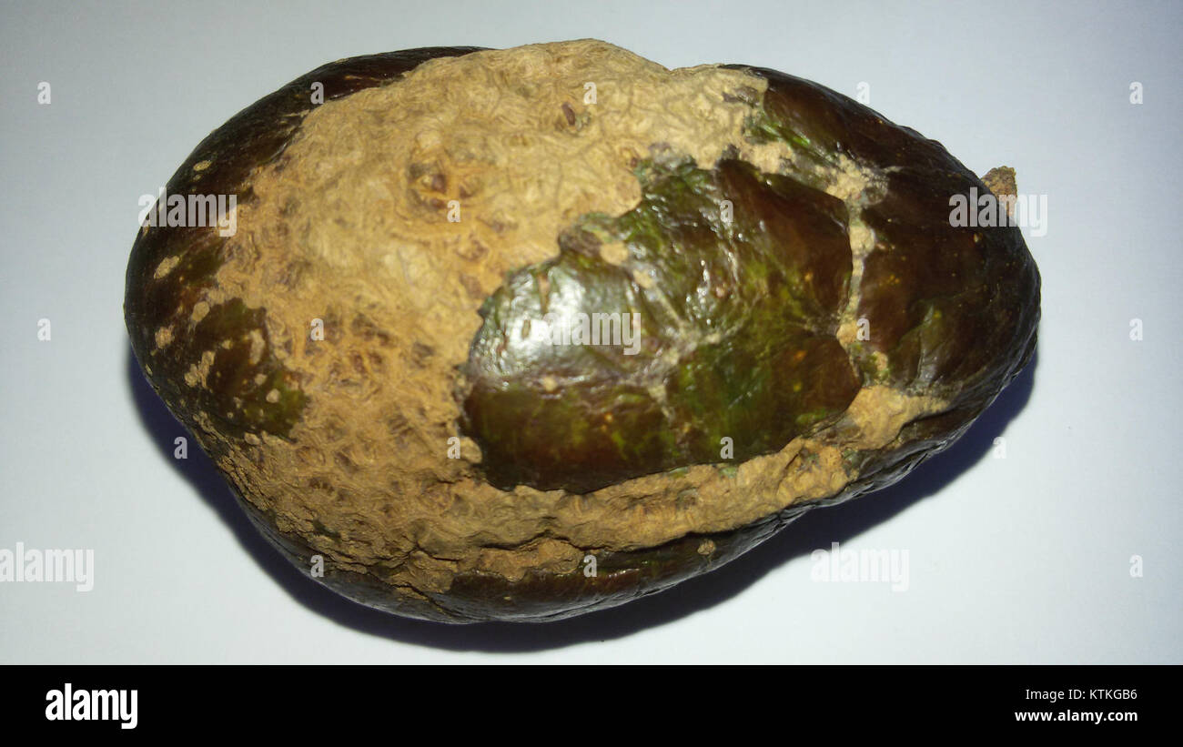 Avocado scab 2016 C2 refers to a plant disease affecting avocado trees ...